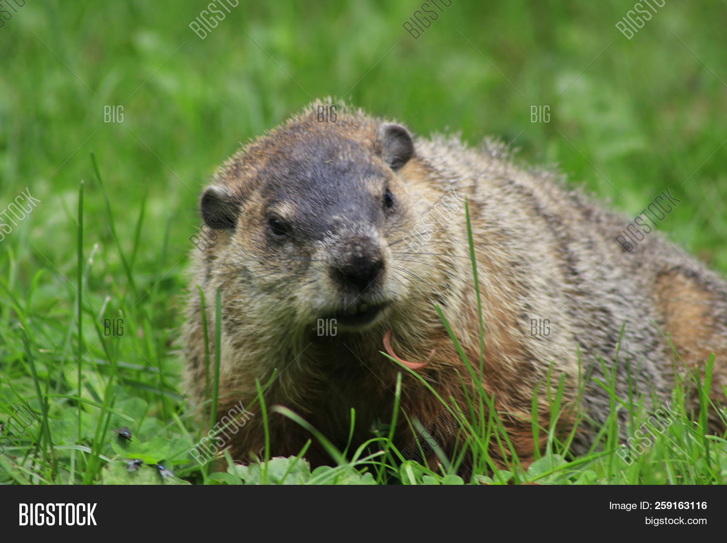 Ground Hog. Ground Hog Image & Photo (Free Trial) | Bigstock