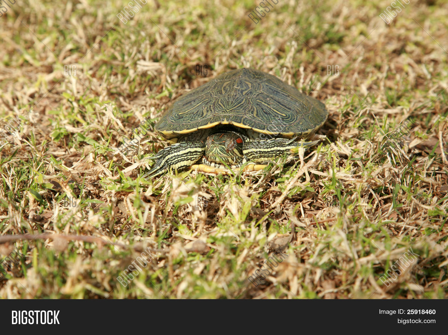 Sick Red Eared Slider Image & Photo (Free Trial) | Bigstock