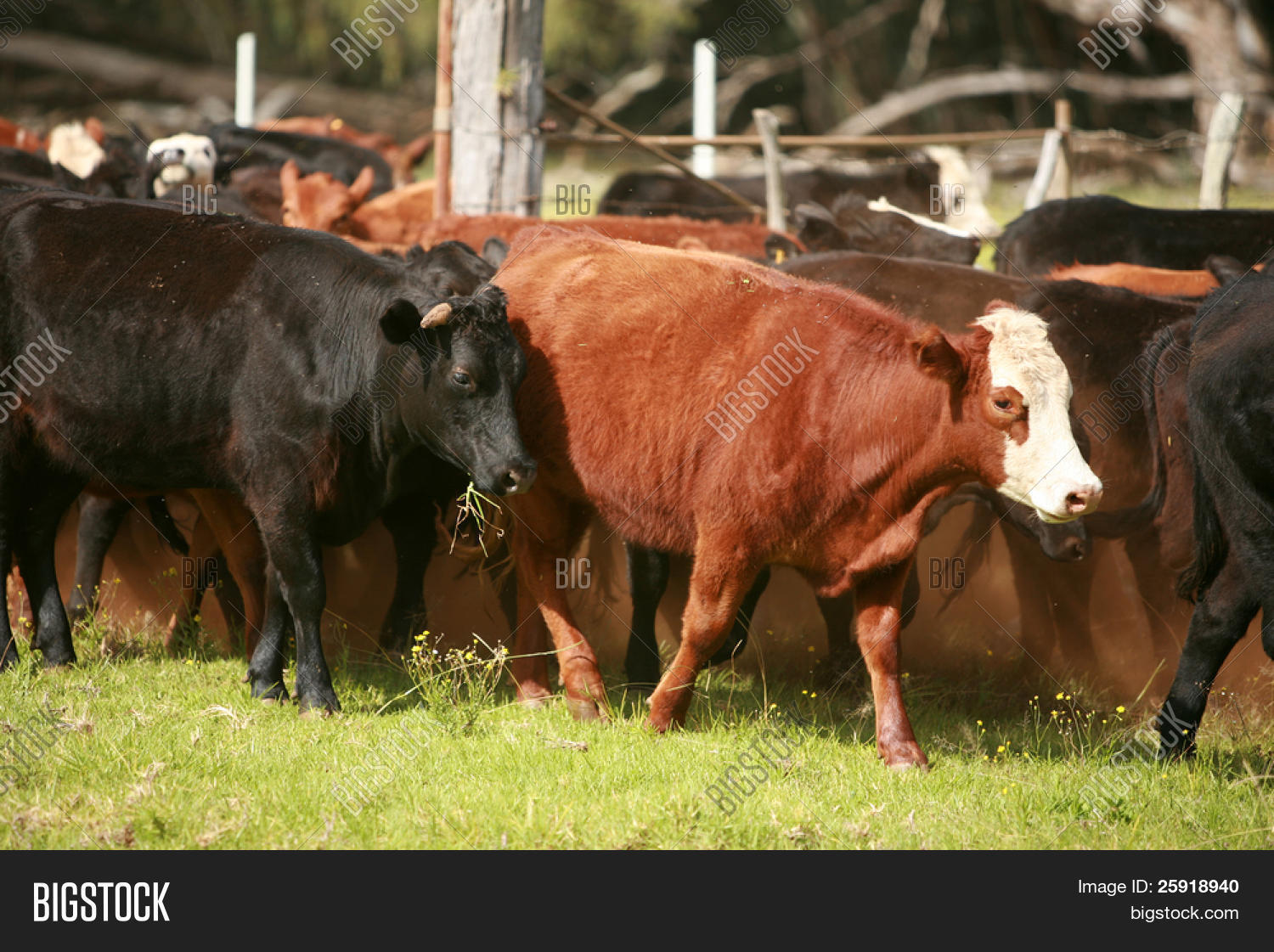 Cows " Country" Maui Image & Photo (Free Trial) | Bigstock