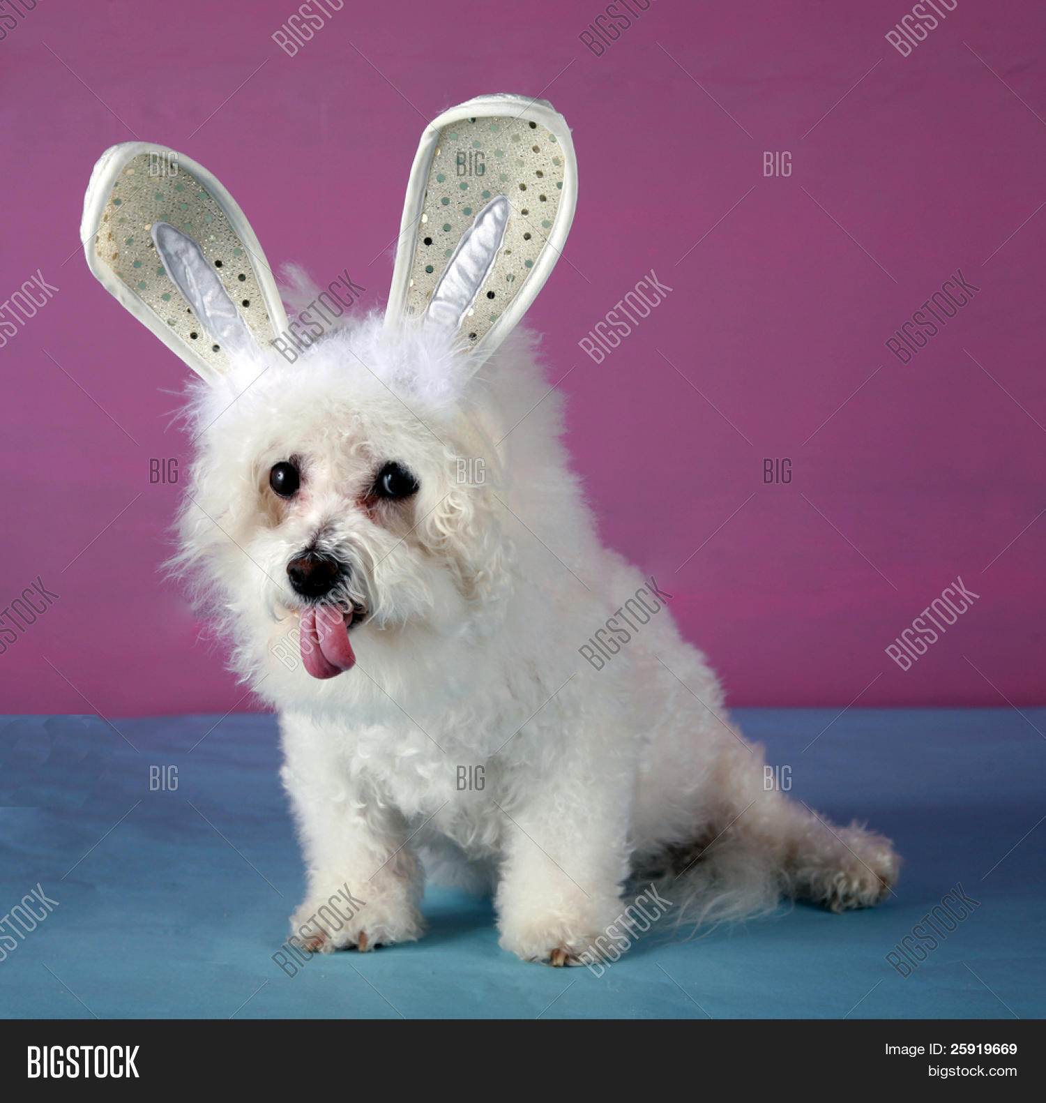 Pure Breed "Bichon Image & Photo (Free Trial) | Bigstock