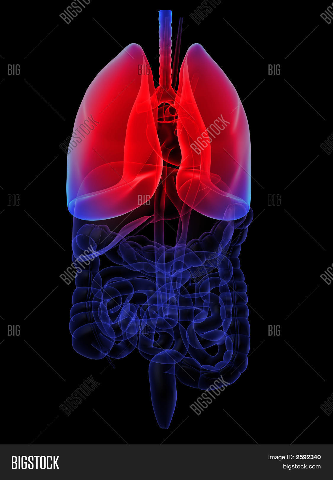 3D Organs Image & Photo (Free Trial) | Bigstock