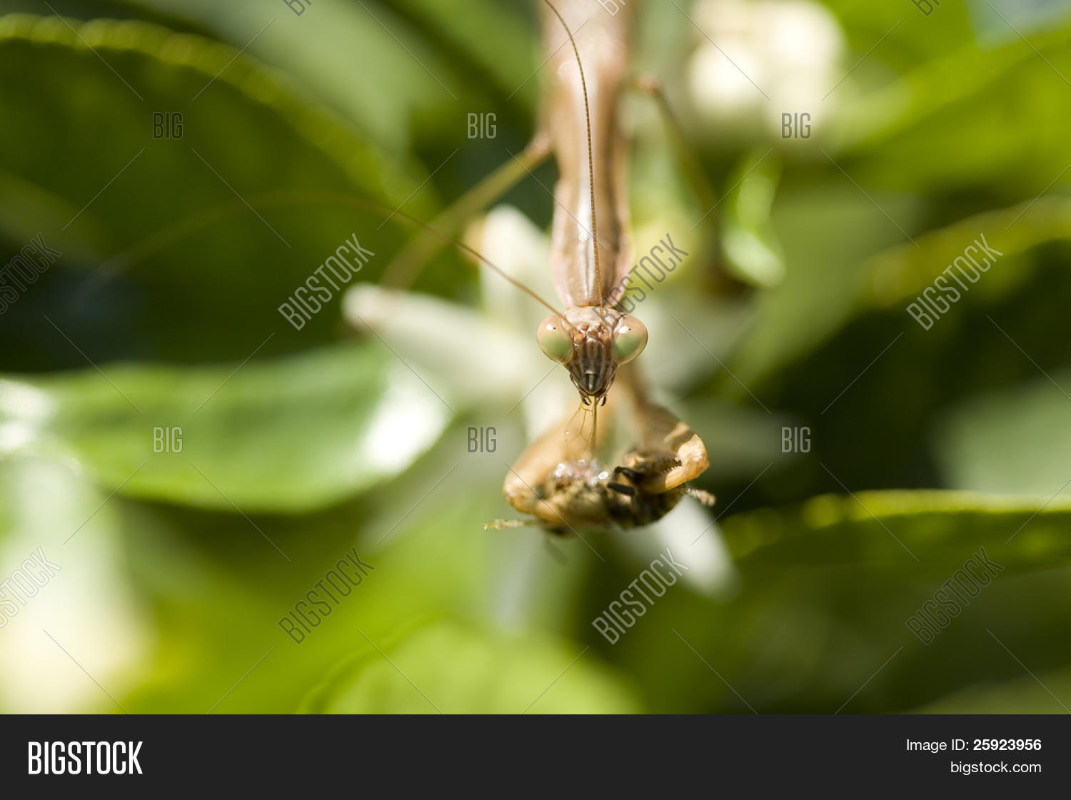 Macro Portrait Image & Photo (Free Trial) | Bigstock