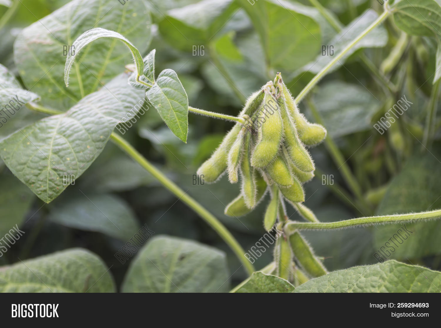 Organic Farming Soya Image & Photo (Free Trial) | Bigstock