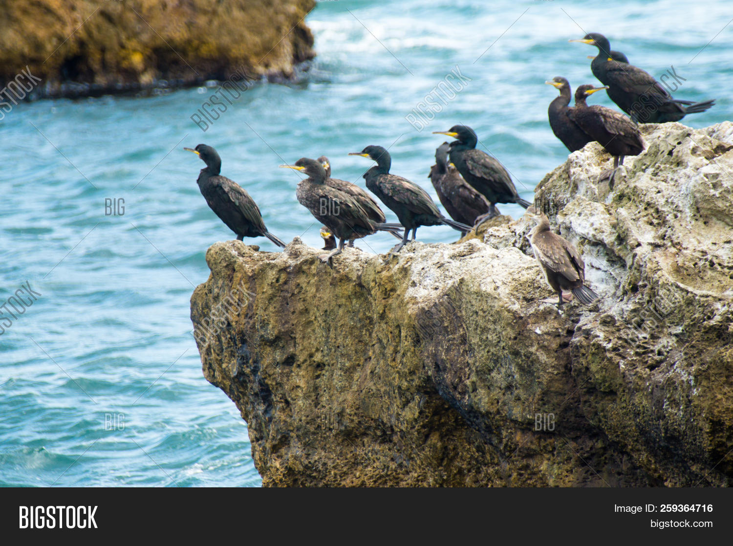 European Shag Common Image & Photo (Free Trial) | Bigstock