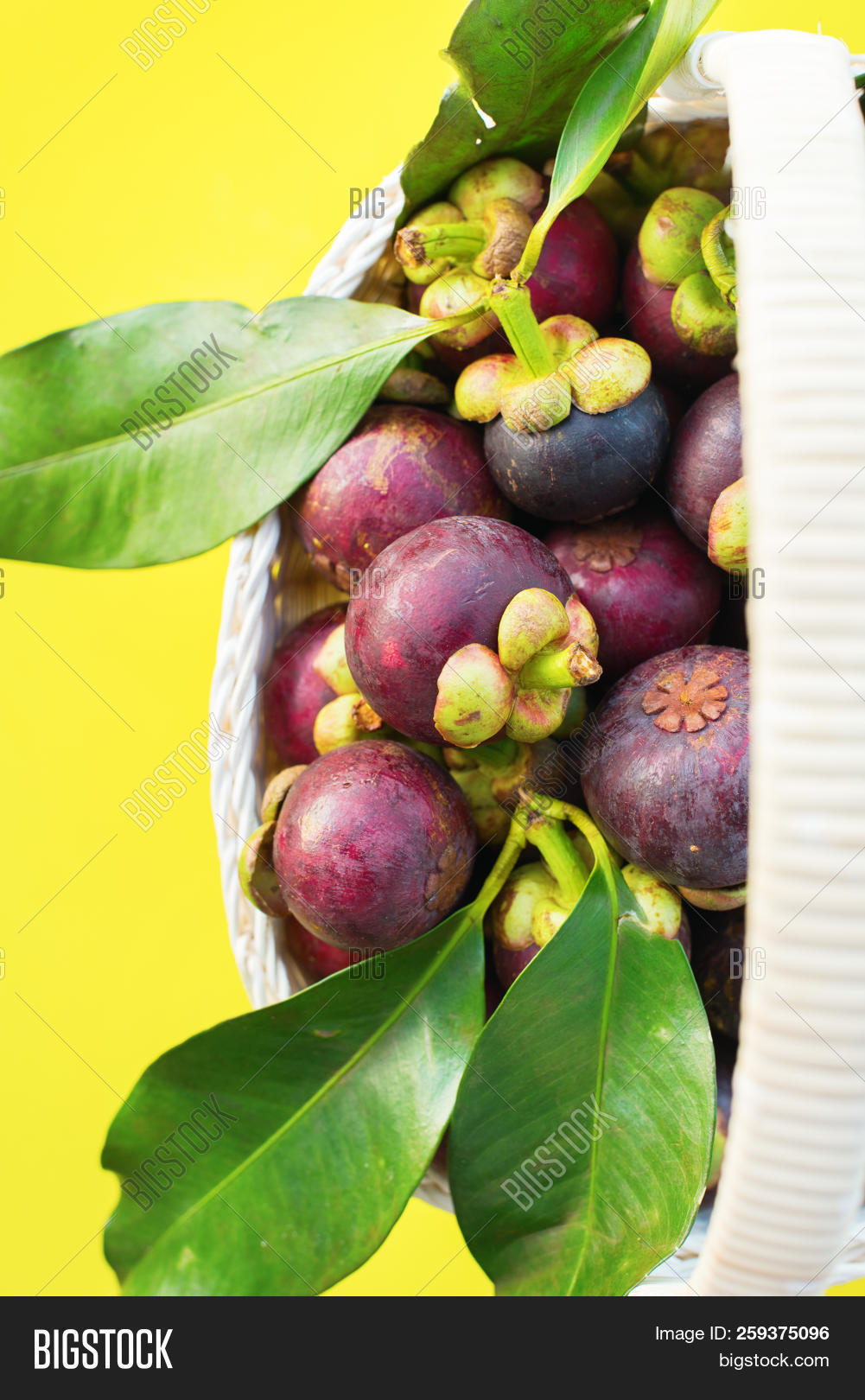 Mangostan Leaves Image & Photo (Free Trial) | Bigstock