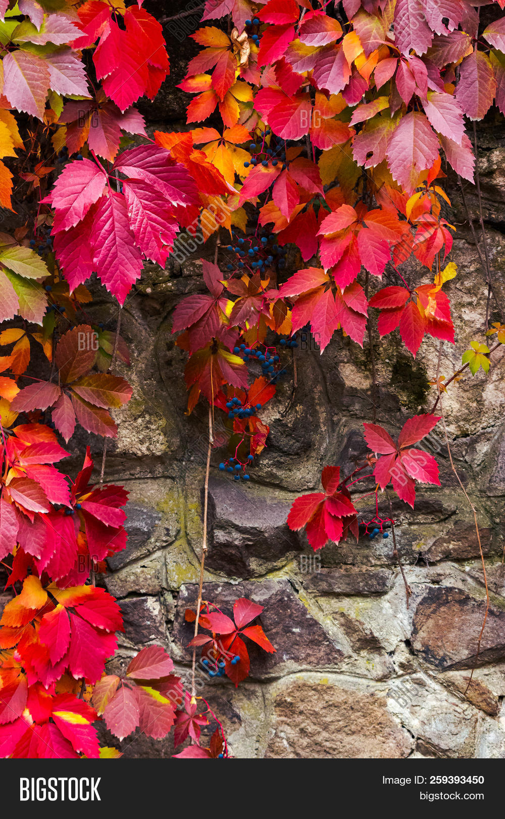 Colorful Texture Ivy Image & Photo (Free Trial) | Bigstock