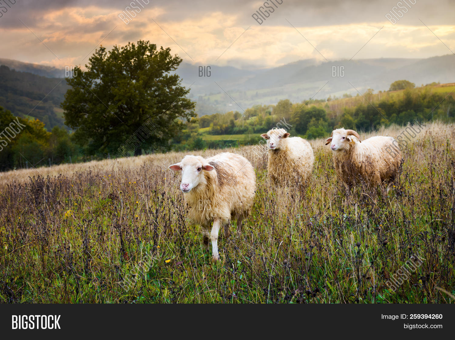 Two Sheep Ram Walk Image & Photo (Free Trial) | Bigstock