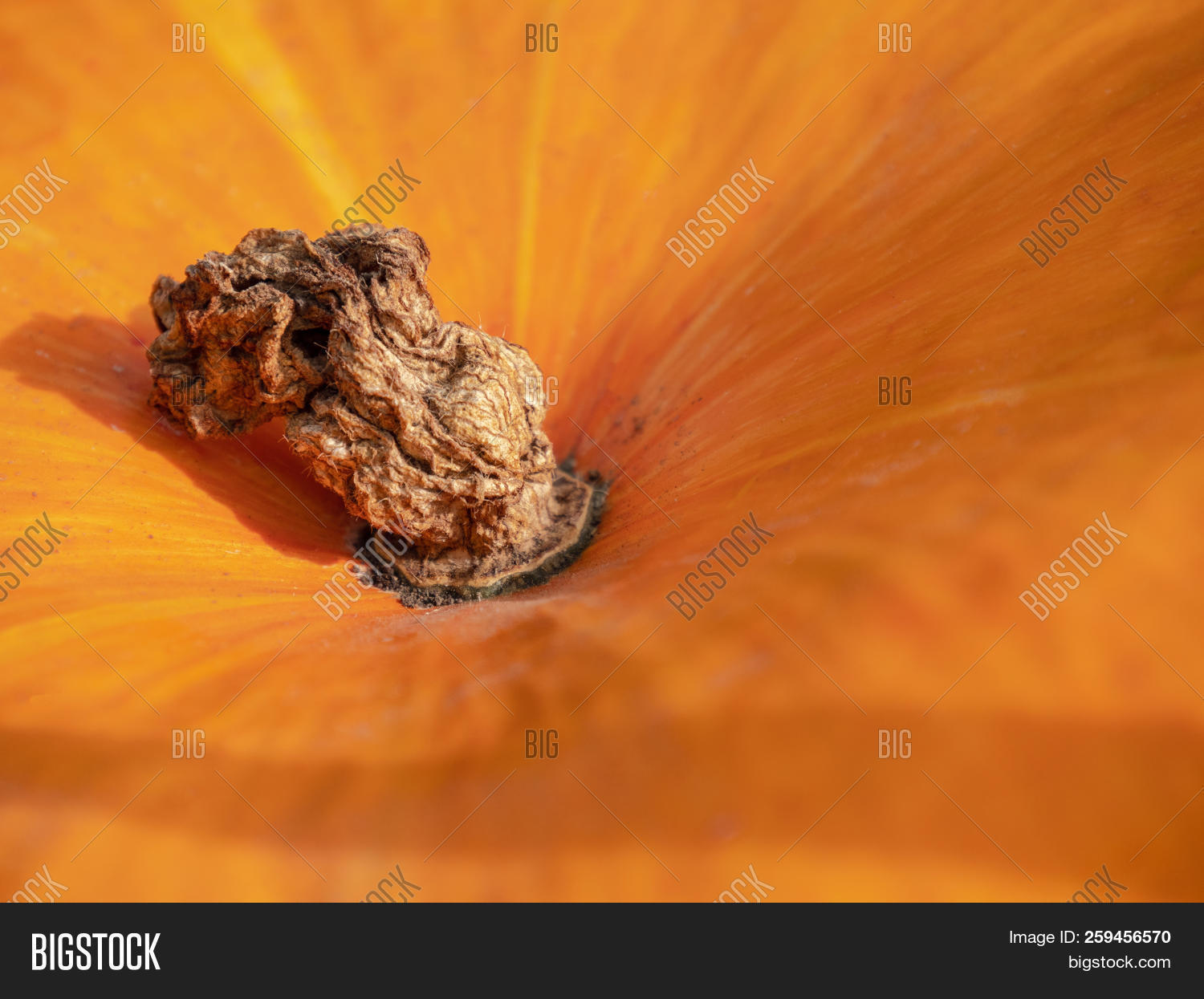 Abstract Textured Image & Photo (Free Trial) | Bigstock
