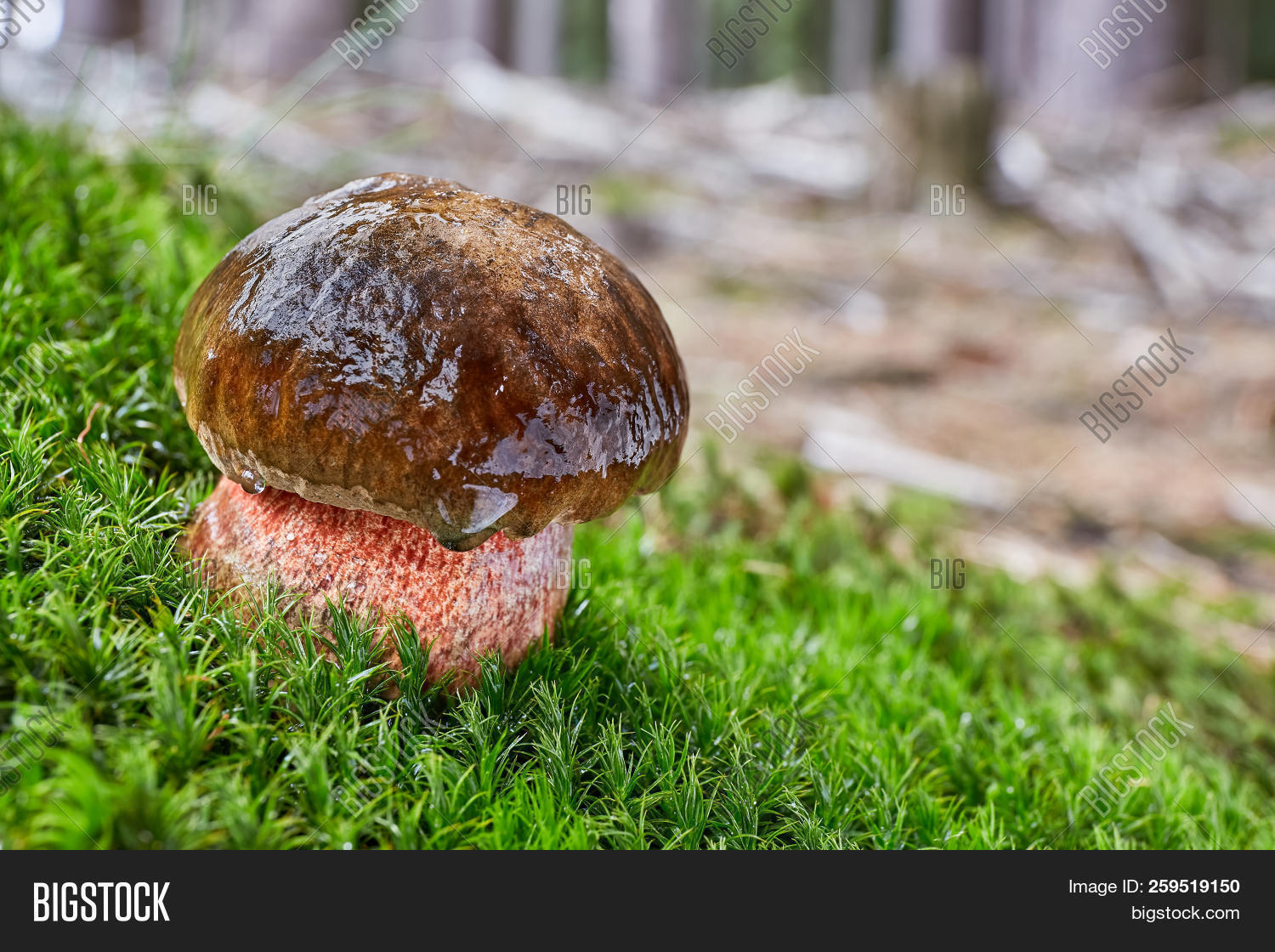 Neoboletus Image & Photo (Free Trial) | Bigstock