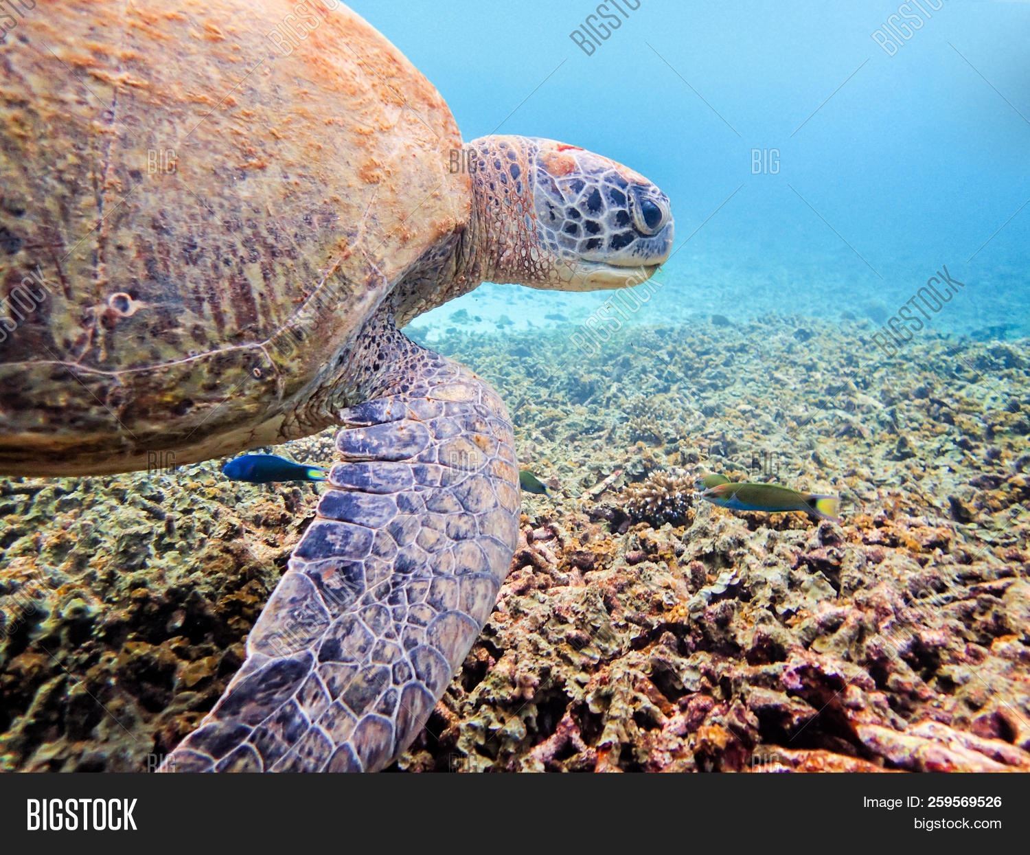 Underwater Photos Image & Photo (Free Trial) | Bigstock