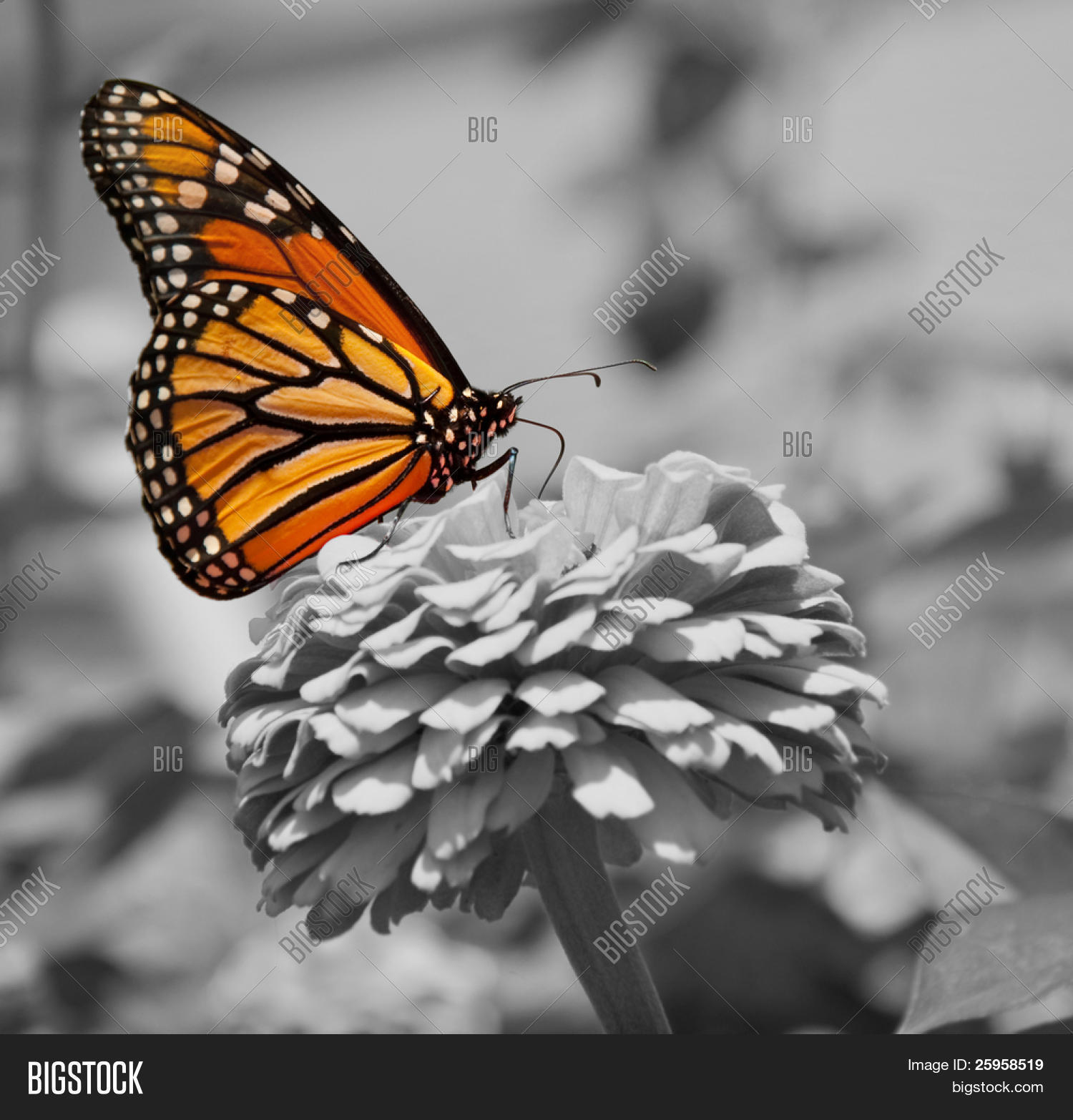 Imagen y foto Mariposa Monarca, (prueba gratis) | Bigstock