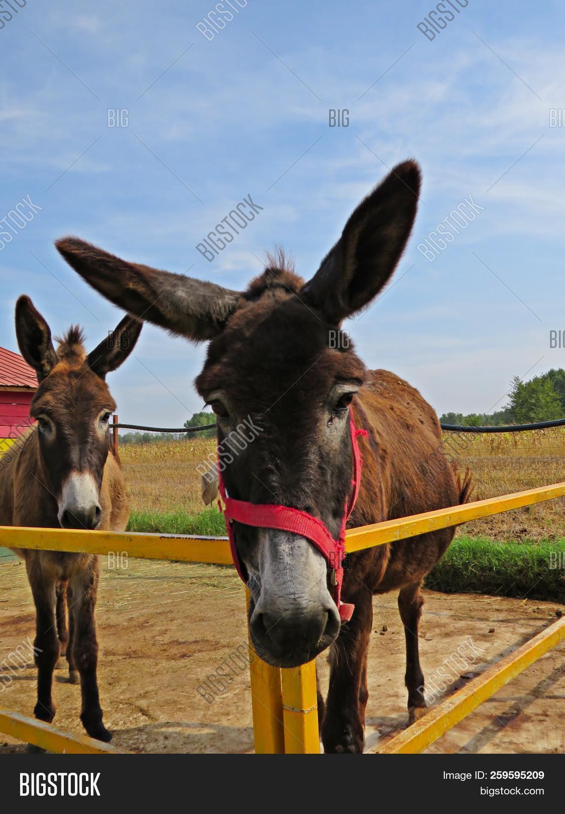 Donkeys Farm - Out Image & Photo (Free Trial) | Bigstock
