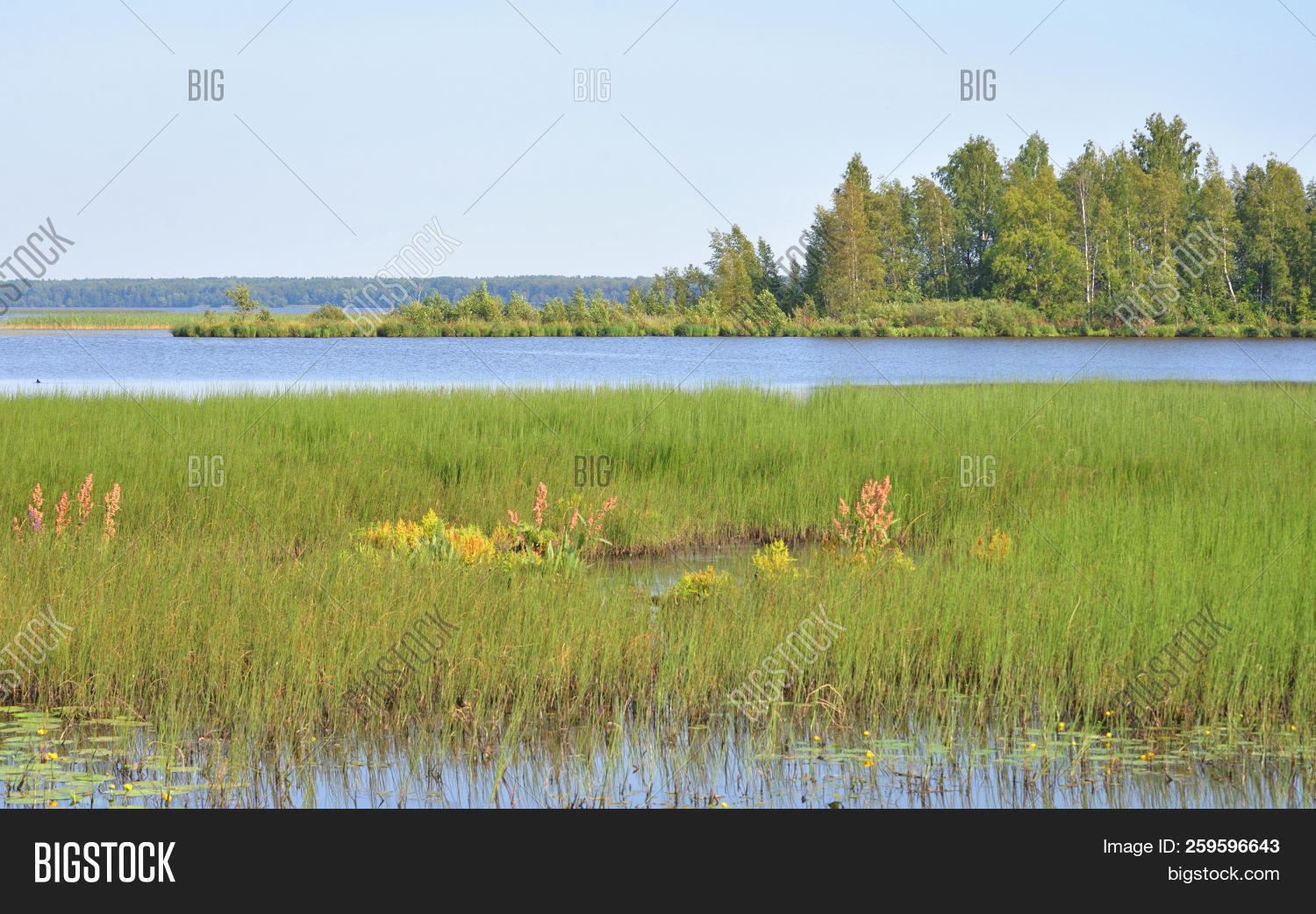 Wetland Lake Image & Photo (Free Trial) | Bigstock