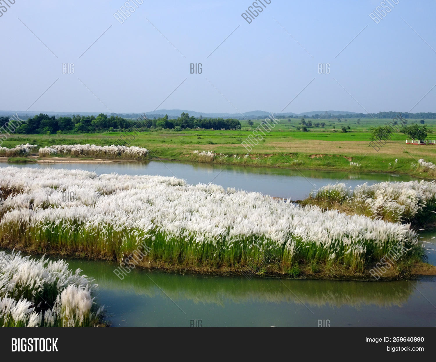 Beautiful White Kash Image & Photo (Free Trial) | Bigstock