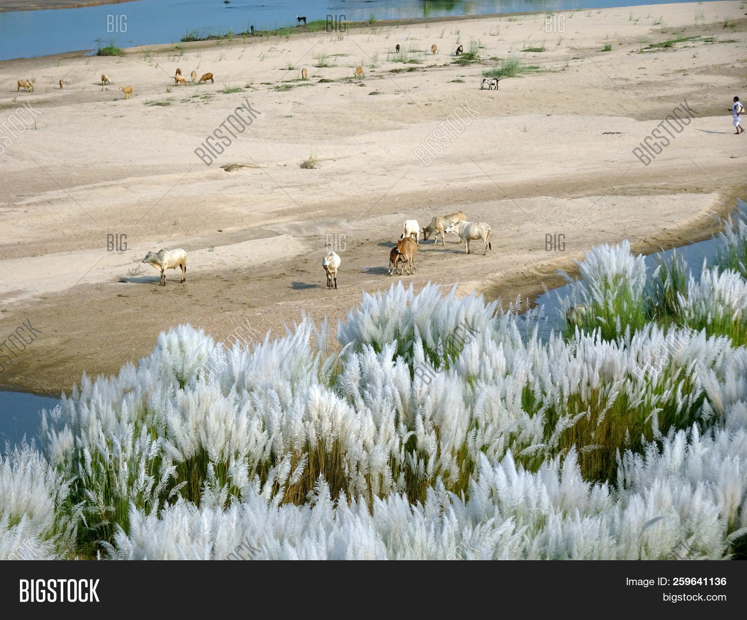 Beautiful White Kash Image & Photo (Free Trial) | Bigstock