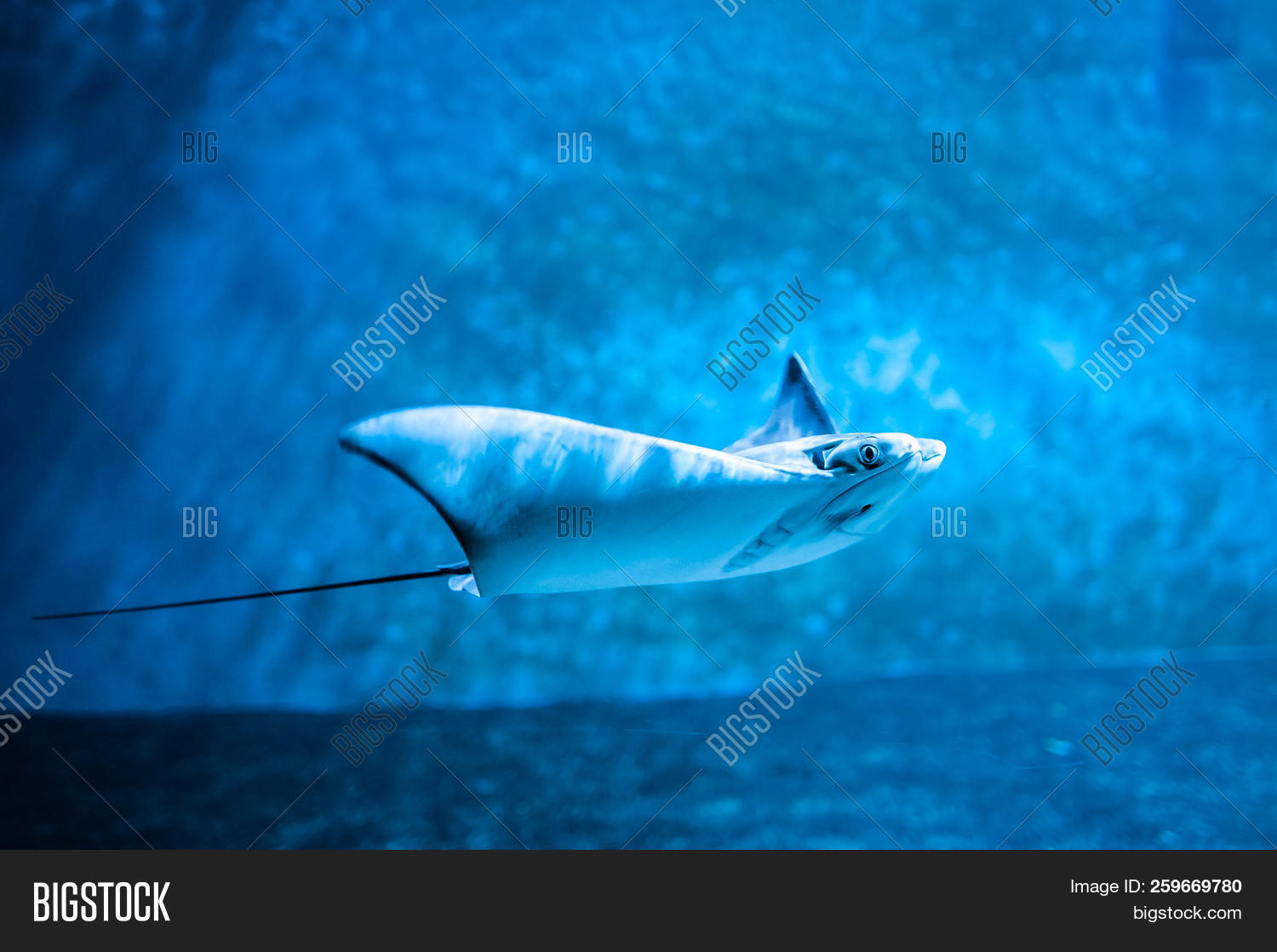 Cramp-fish Blue Water Image & Photo (Free Trial) | Bigstock