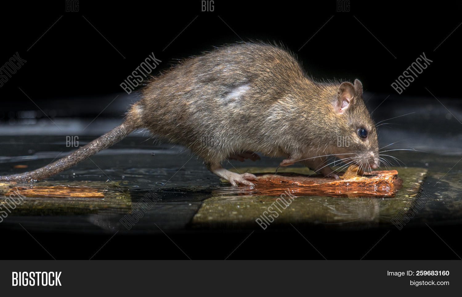 Wild Brown Rat (rattus Image & Photo (Free Trial) | Bigstock