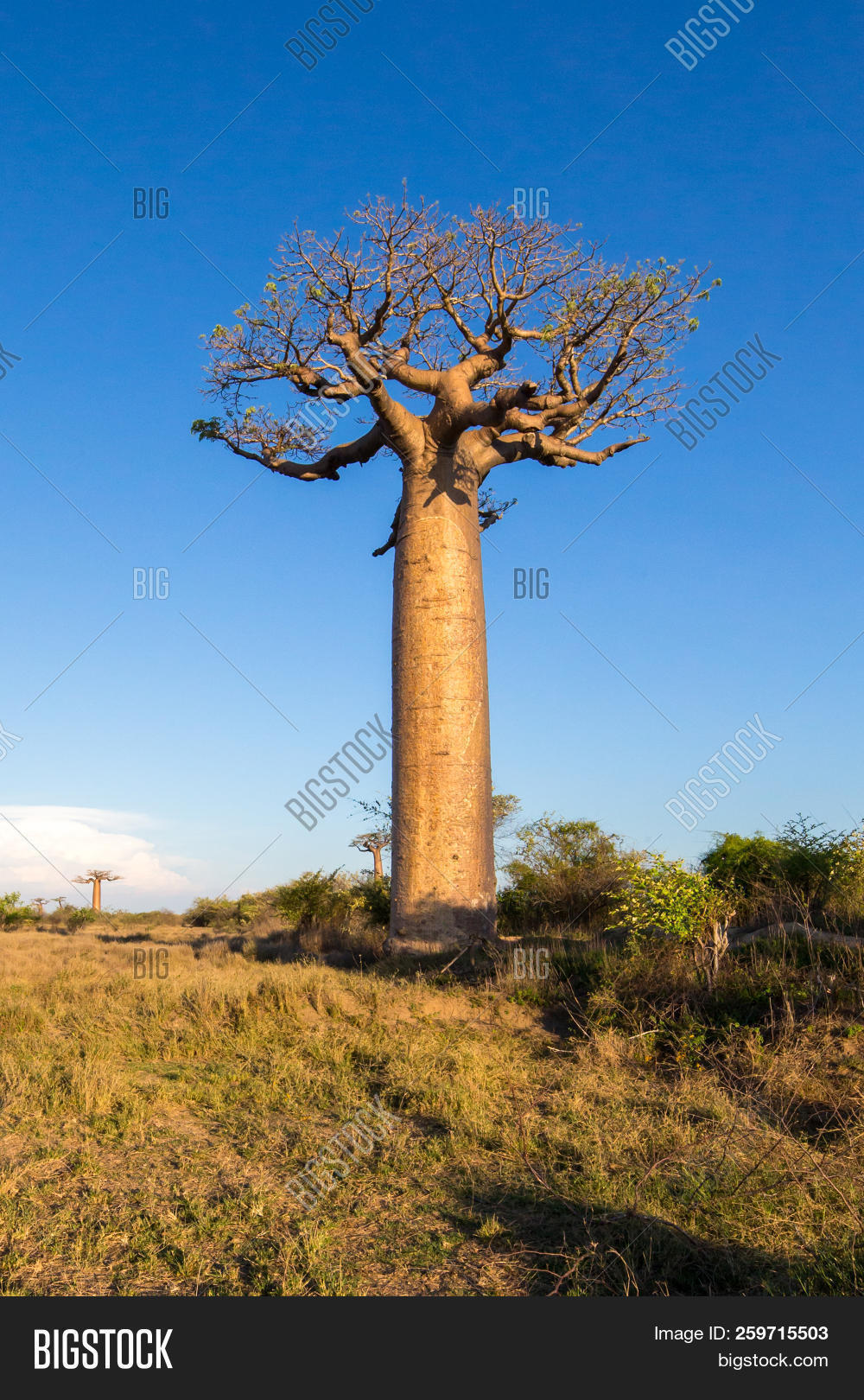Beautiful Baobab Trees Image & Photo (Free Trial) | Bigstock