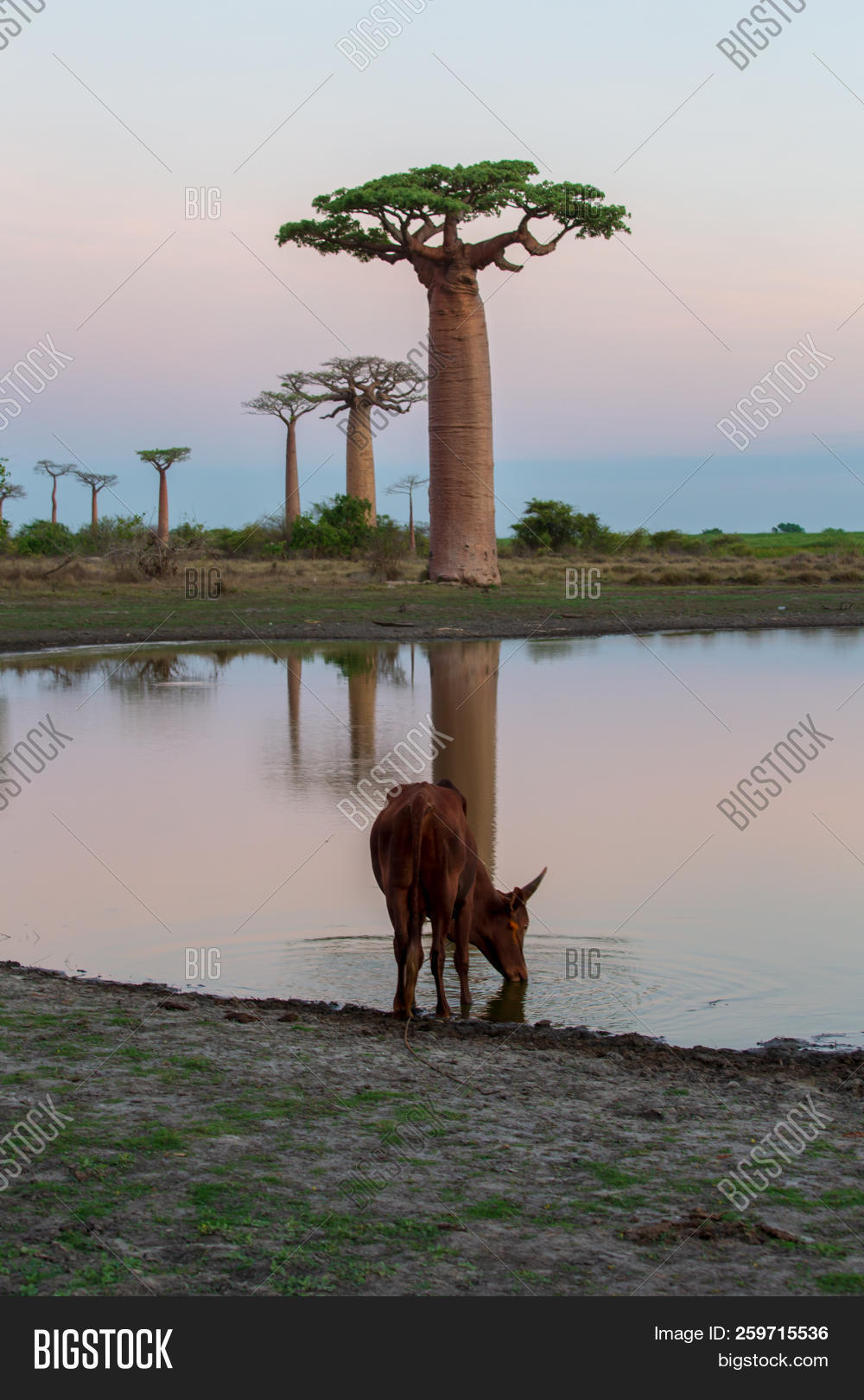 Beautiful Baobab Trees Image & Photo (Free Trial) | Bigstock