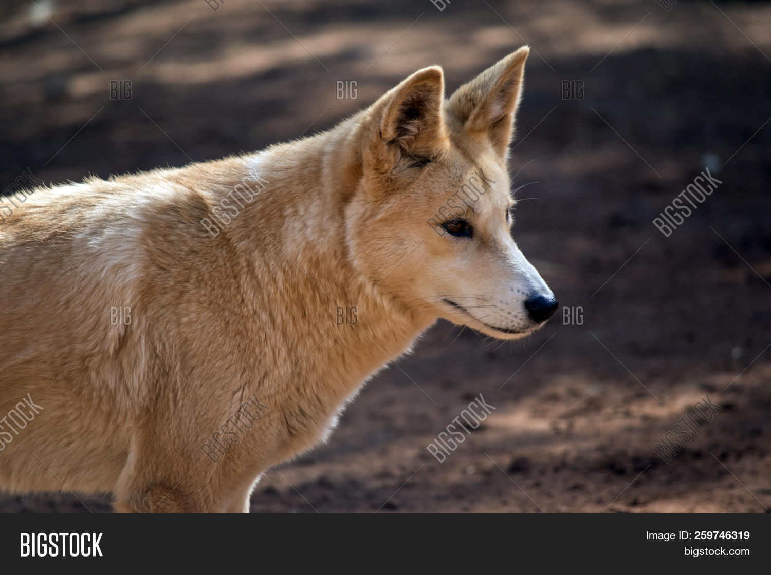 This Side View Golden Image & Photo (Free Trial) | Bigstock