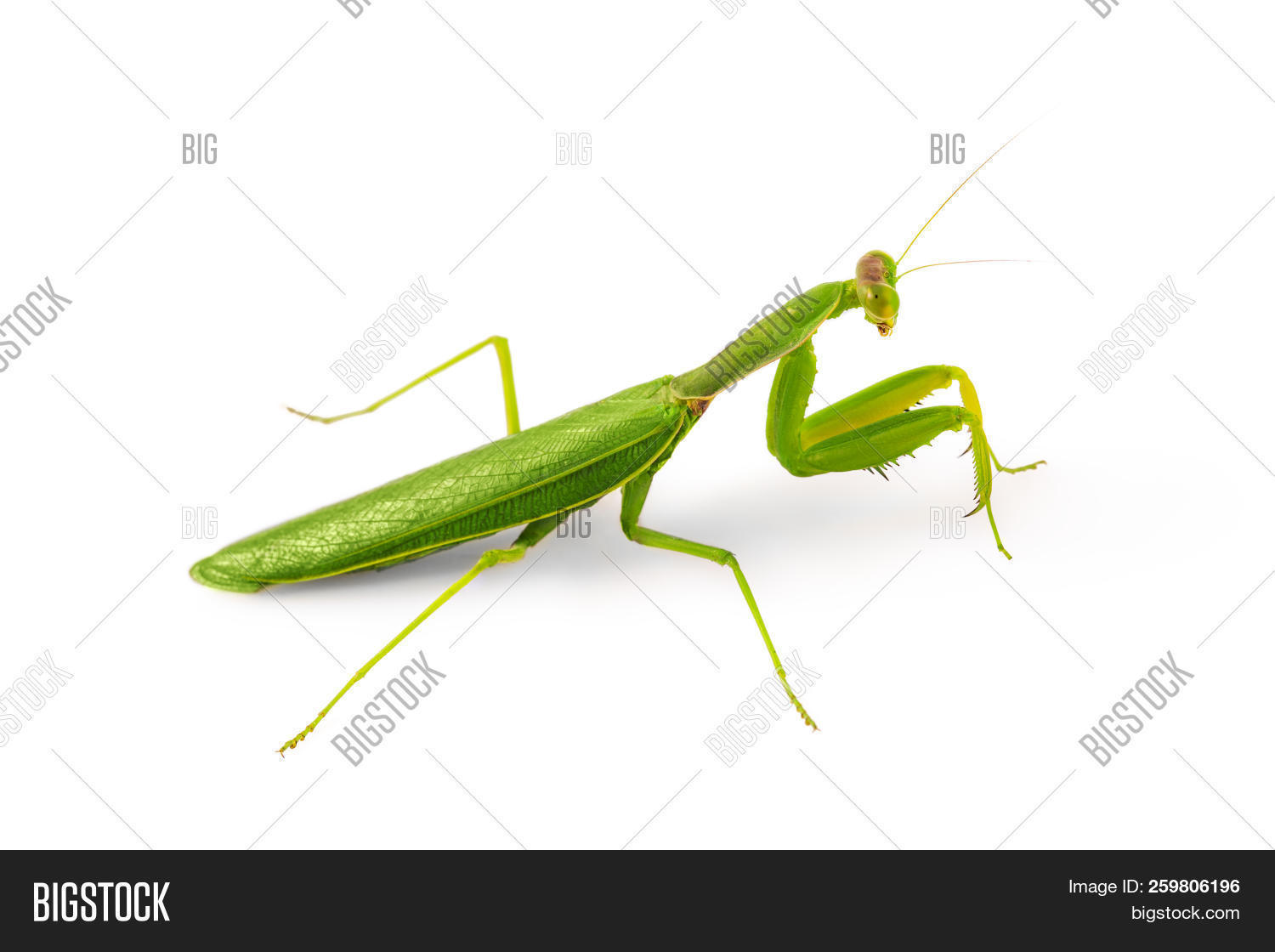 Beautiful Green Insect Image & Photo (Free Trial) | Bigstock