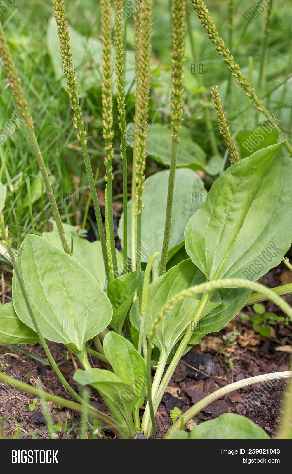 Plantain Flowering Image & Photo (Free Trial) | Bigstock
