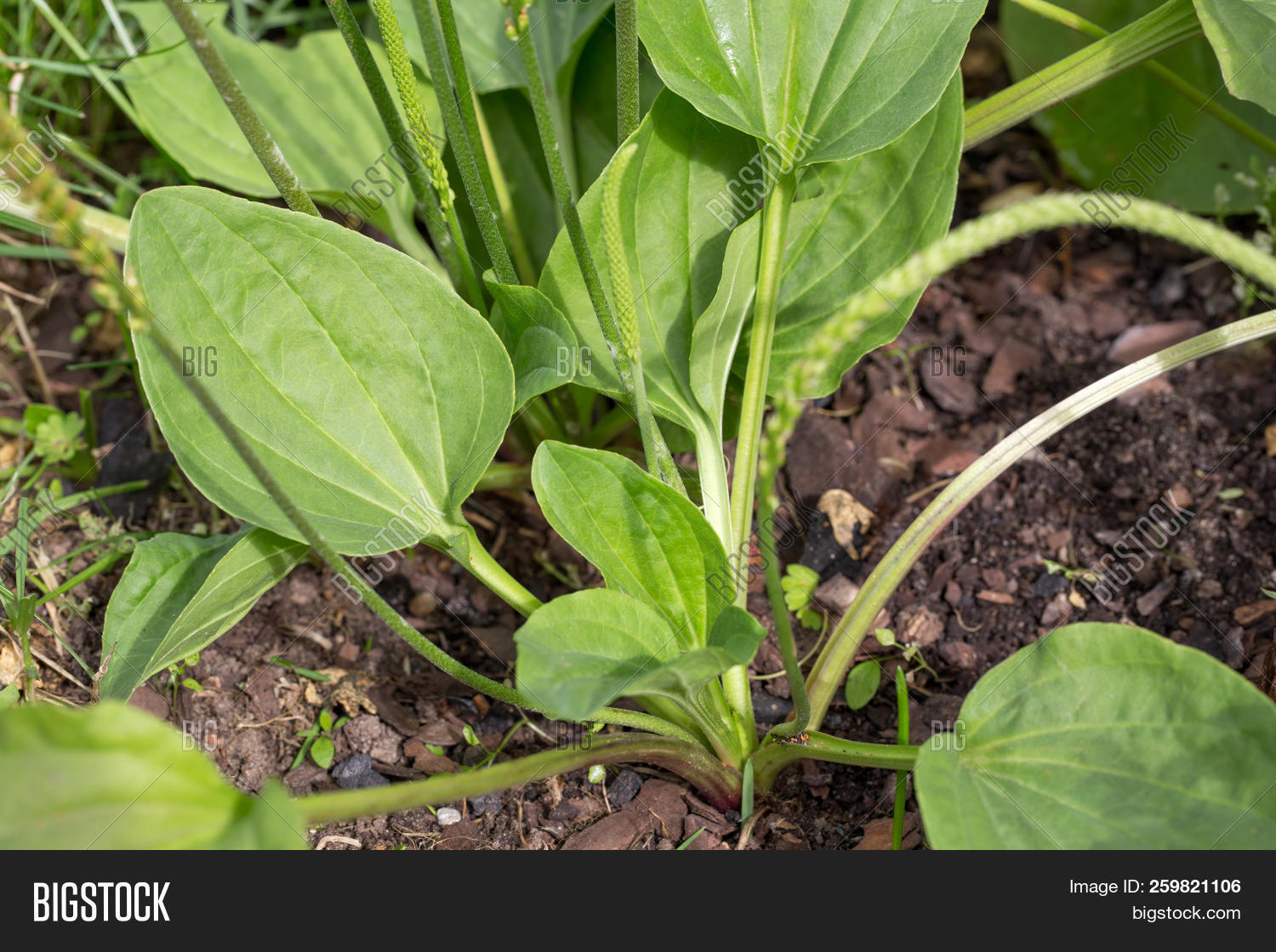 Plantain Flowering Image & Photo (Free Trial) | Bigstock