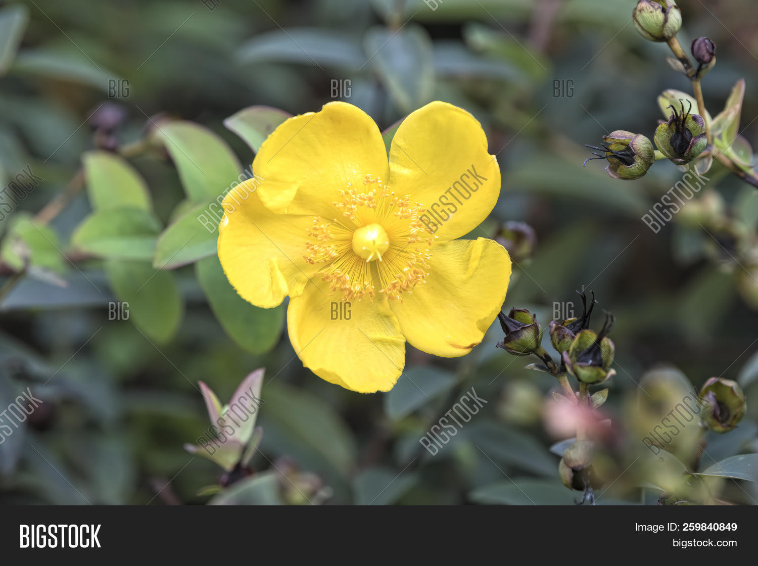Hypericum Calycinum , Image & Photo (Free Trial) | Bigstock