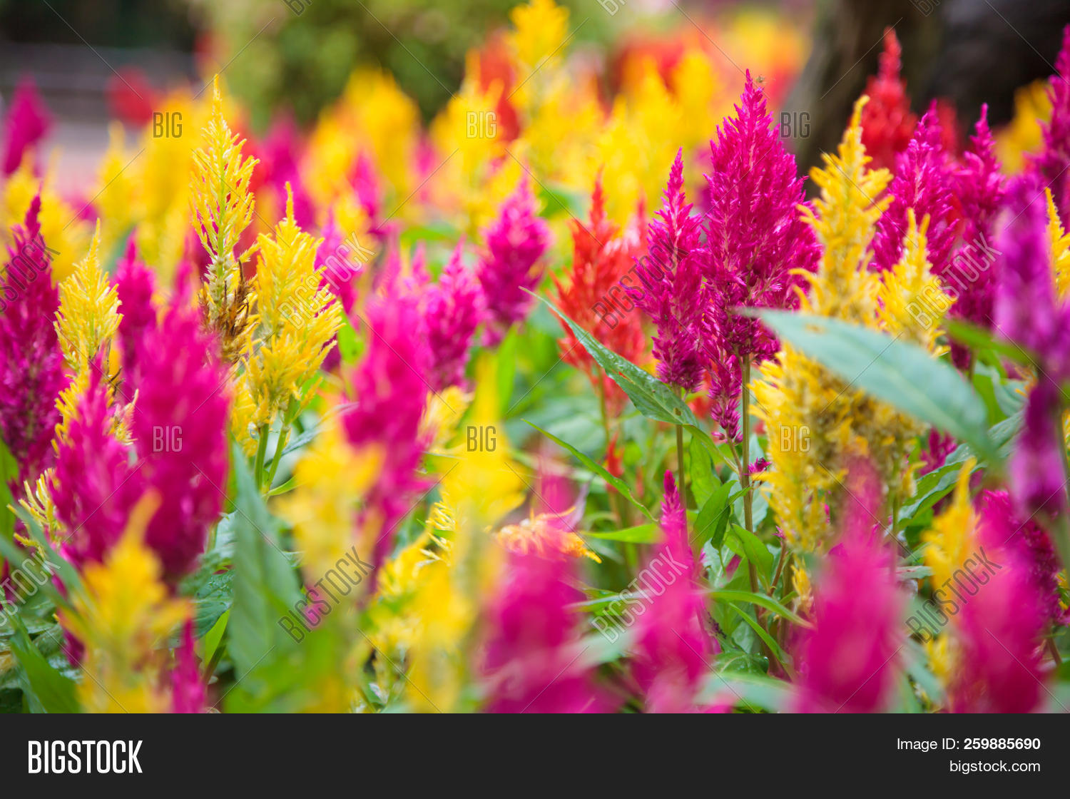 Varieties Colorful Image & Photo (Free Trial) | Bigstock