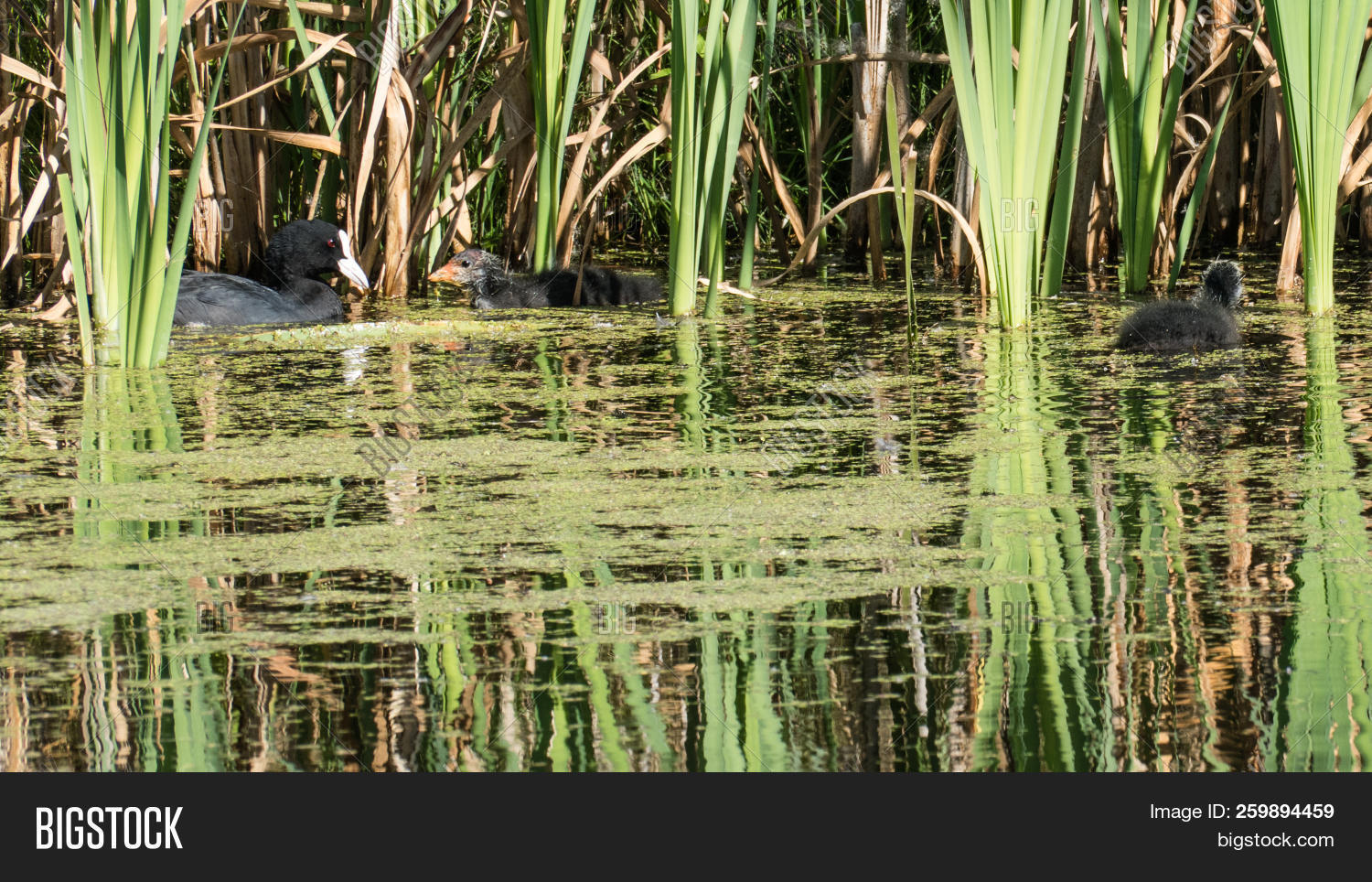 Eurasian Coot Young Image & Photo (Free Trial) | Bigstock