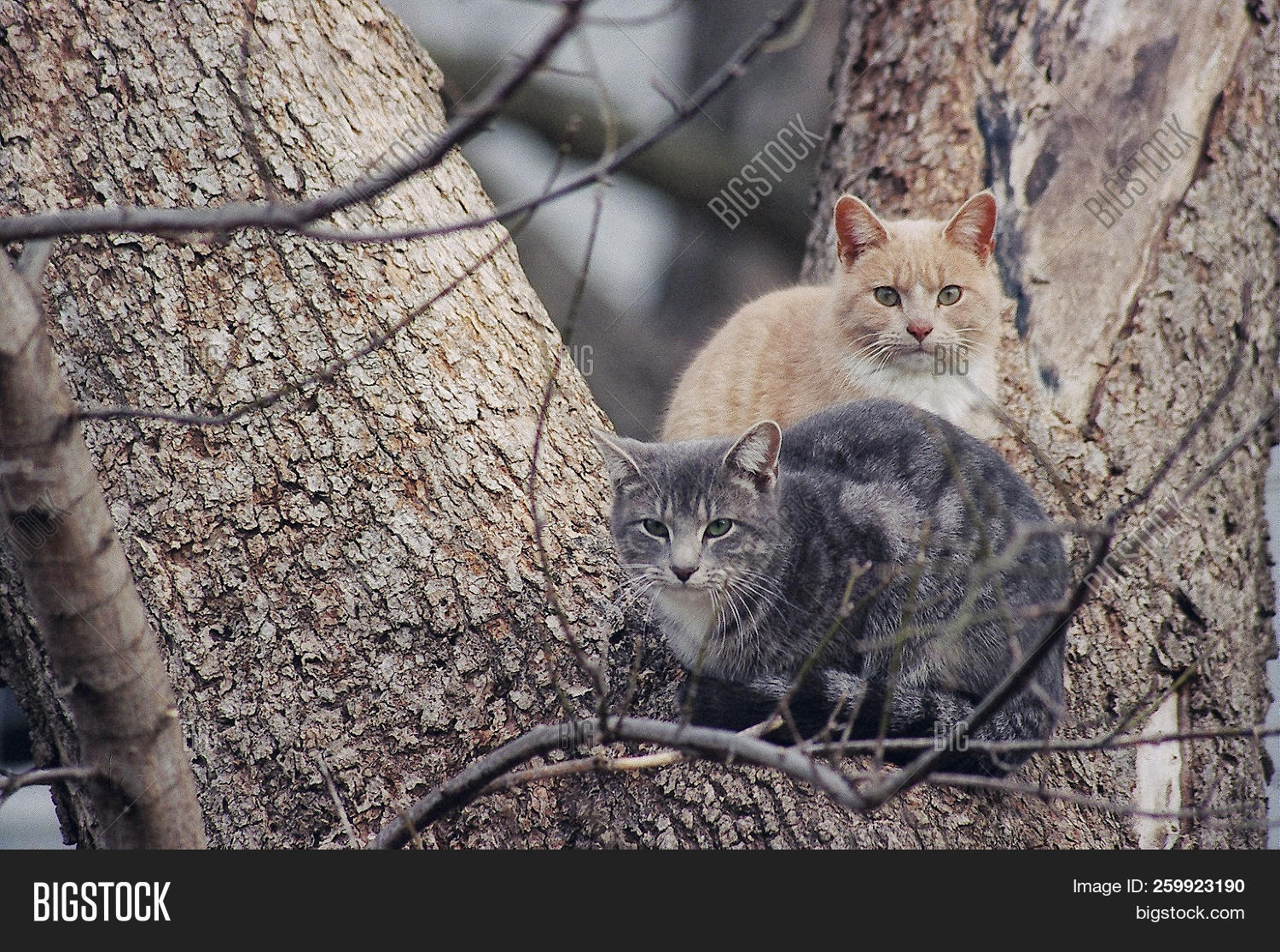 Two Friendly Cats Image & Photo (Free Trial) | Bigstock