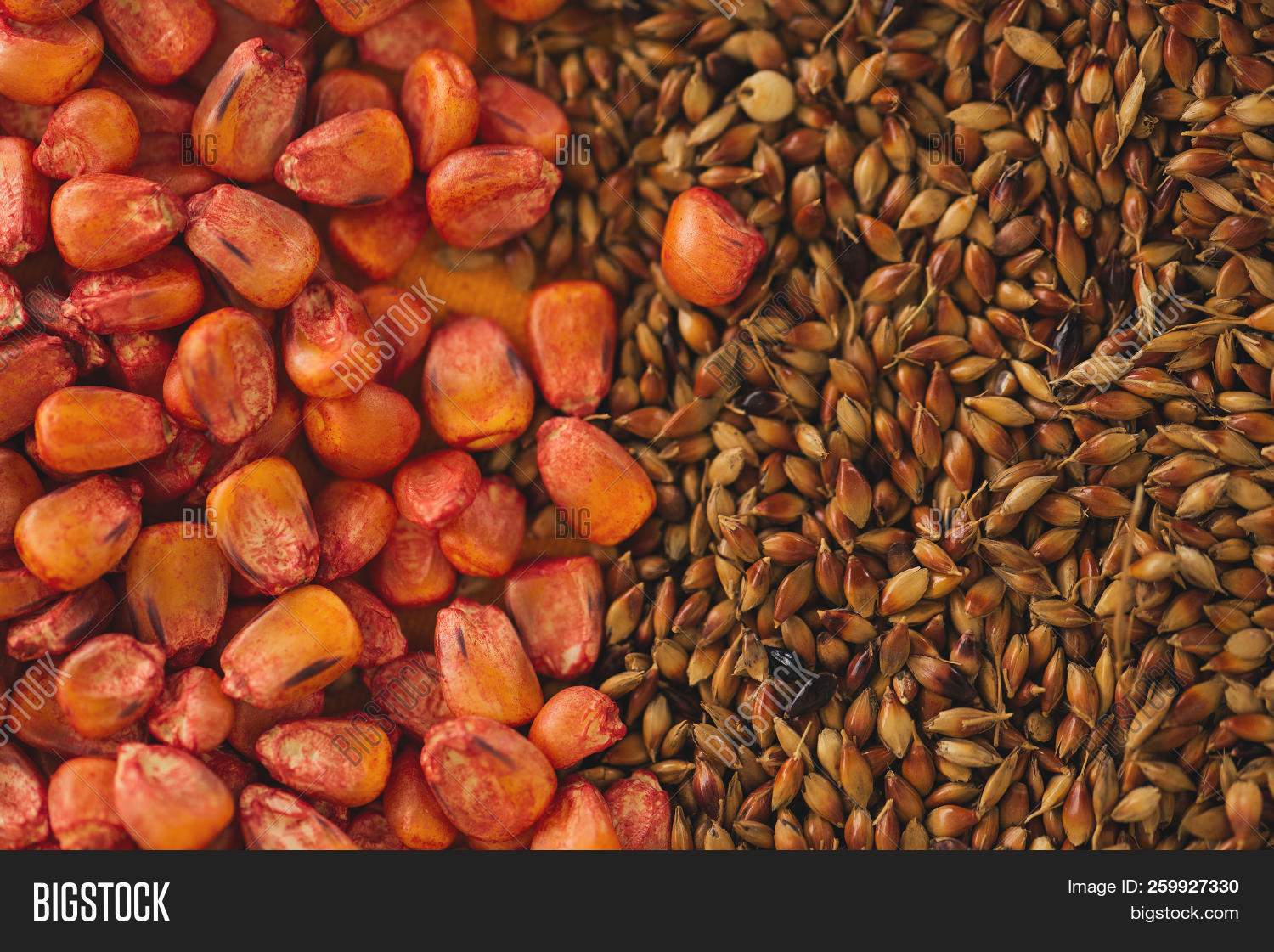 Corn Sorghum Sudan Image And Photo Free Trial Bigstock