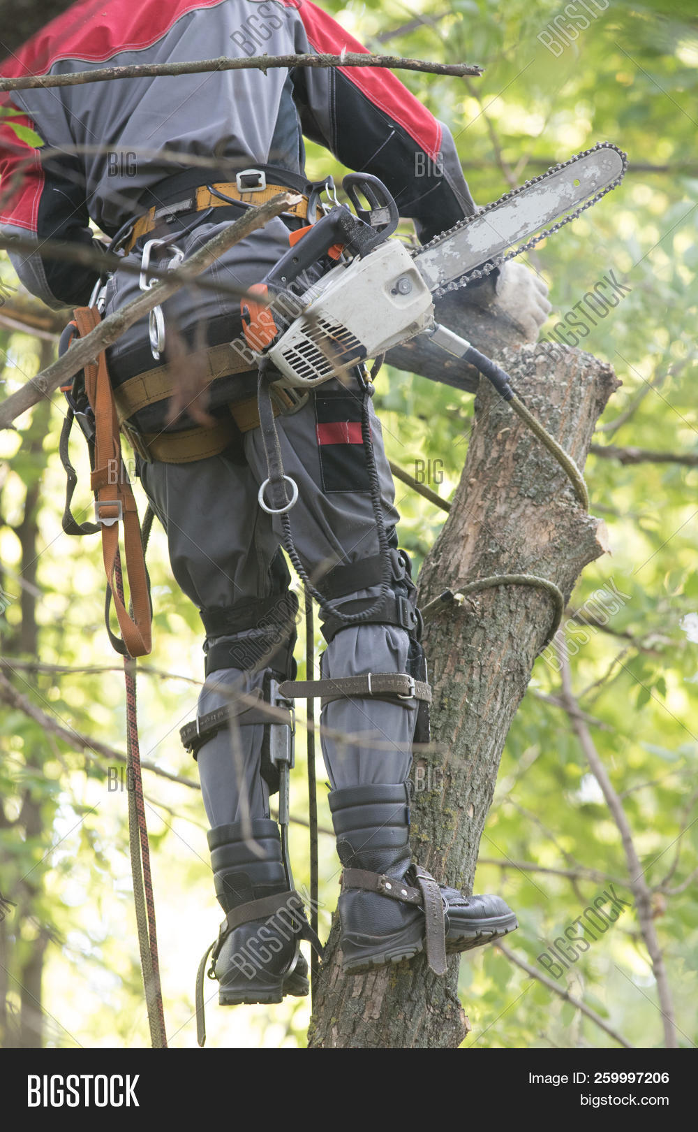Man Sawing Tree Using Image & Photo (Free Trial) | Bigstock