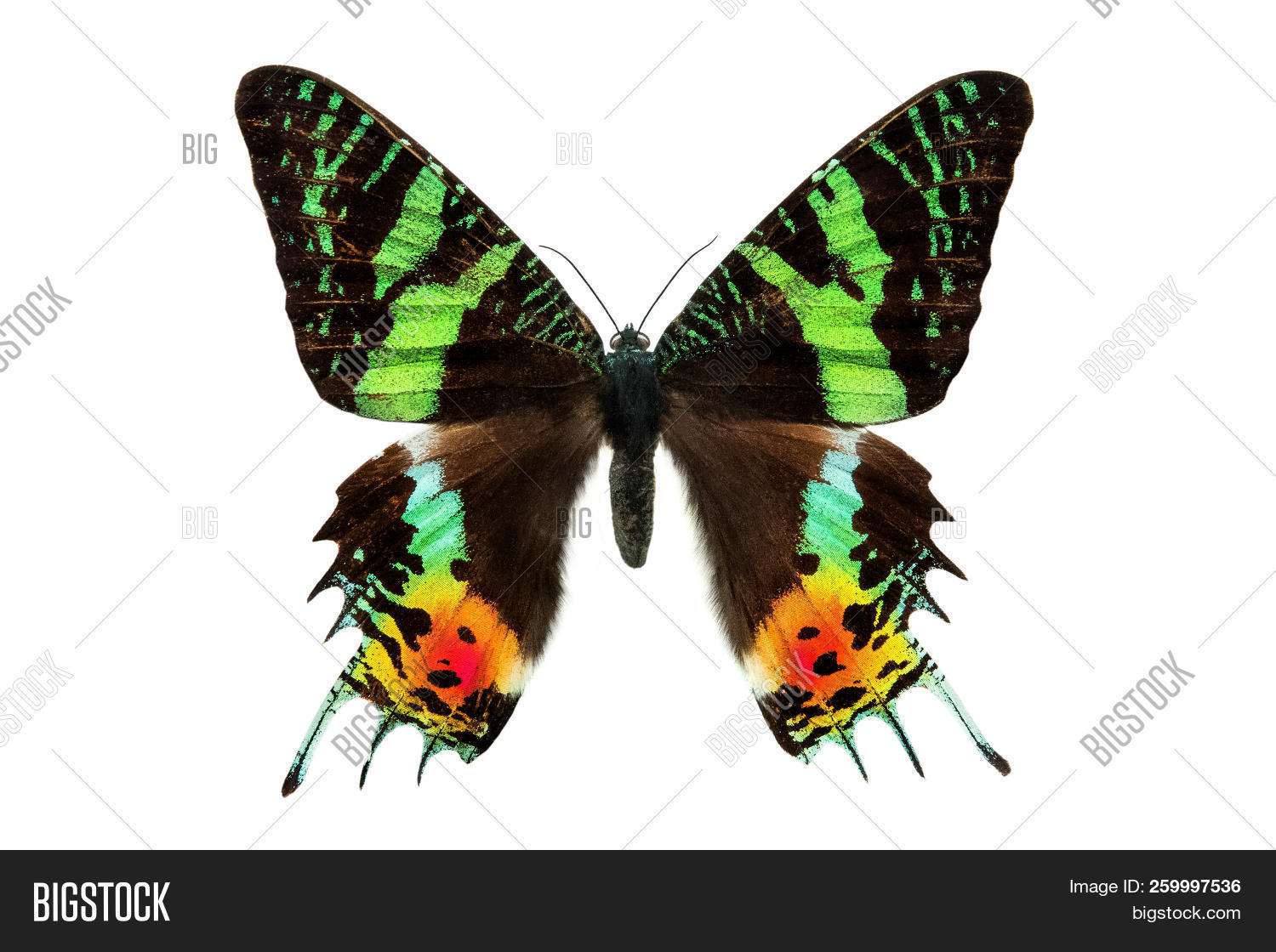 Butterfly Sunset Moth Image & Photo (Free Trial) | Bigstock