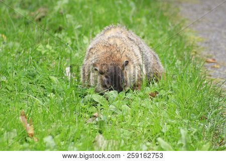 Ground Hog. Ground Hog Image & Photo (Free Trial) | Bigstock