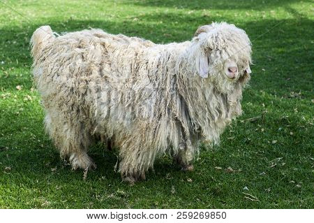 Adult Mohair Goat Long Image & Photo (Free Trial) | Bigstock
