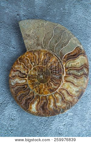 Ammonite, Fossilized Image & Photo (Free Trial) | Bigstock