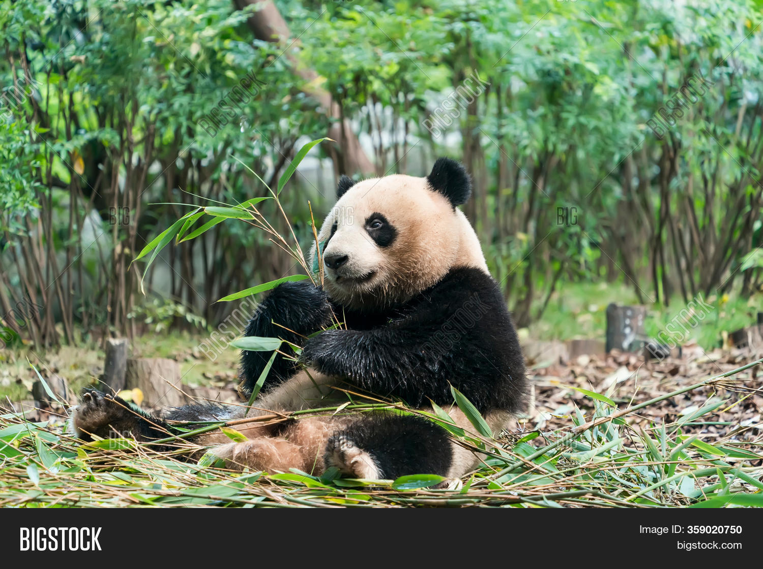 Panda Eating Shoots Image & Photo (Free Trial) | Bigstock