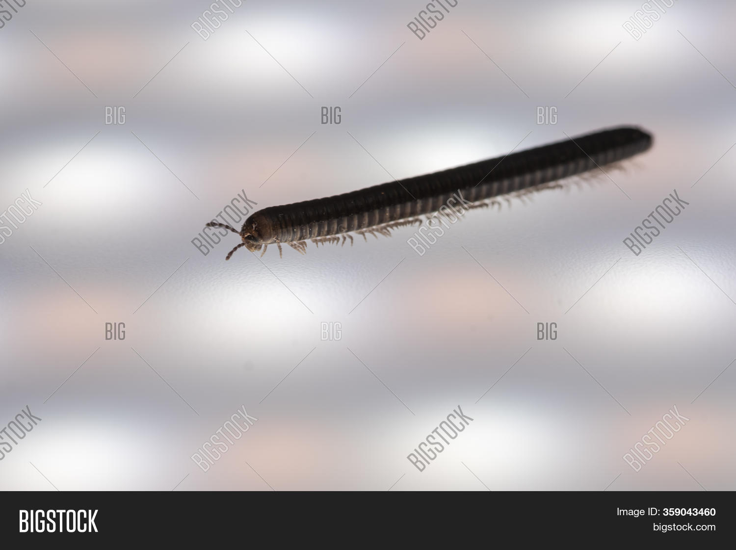 Small Millipedes Image & Photo (Free Trial) | Bigstock