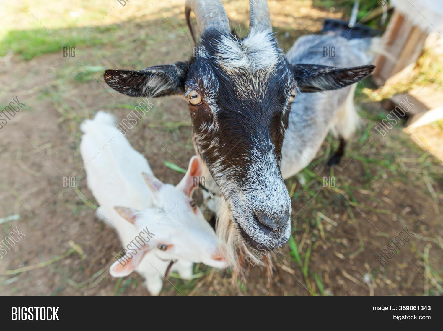 Cute Goat Relaxing Image & Photo (Free Trial) | Bigstock