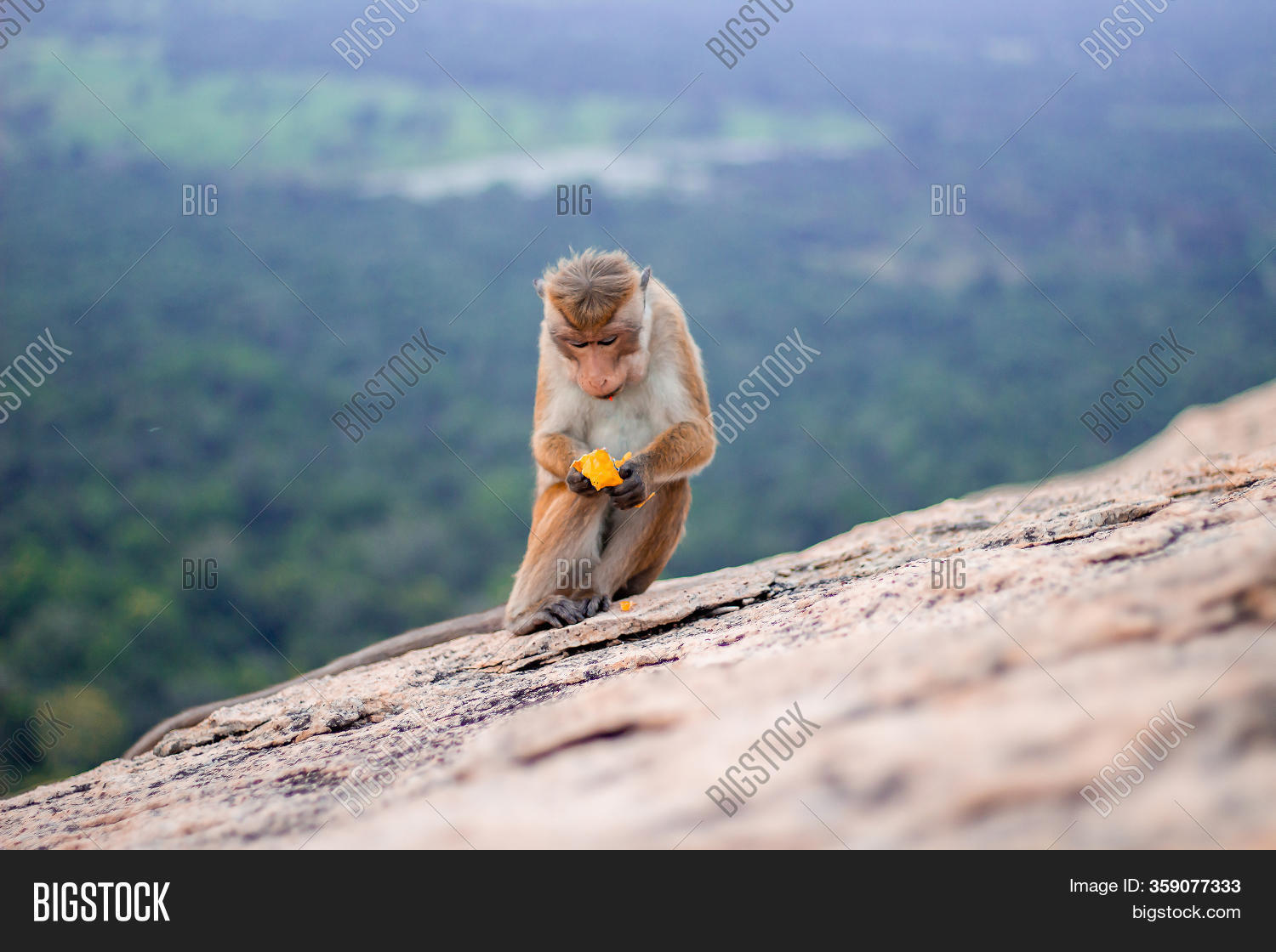 Little Monkey Sitting Image & Photo (Free Trial) | Bigstock