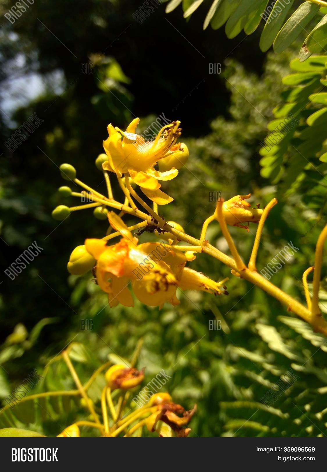 Biancaea Sappan ( Image & Photo (Free Trial) | Bigstock