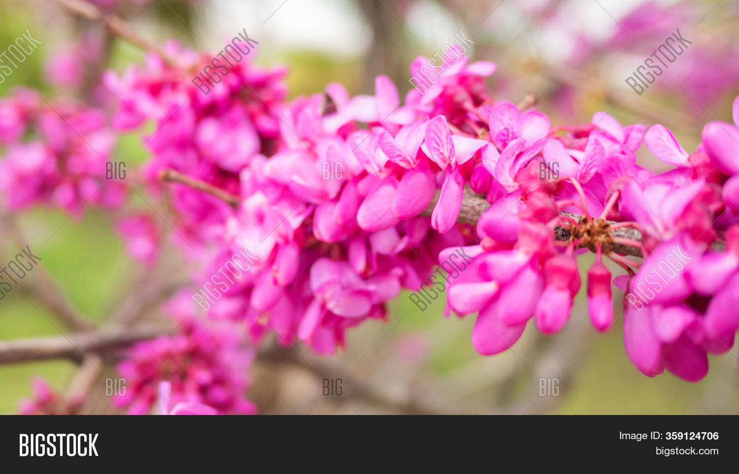 Blooming Cercis Image & Photo (Free Trial) | Bigstock