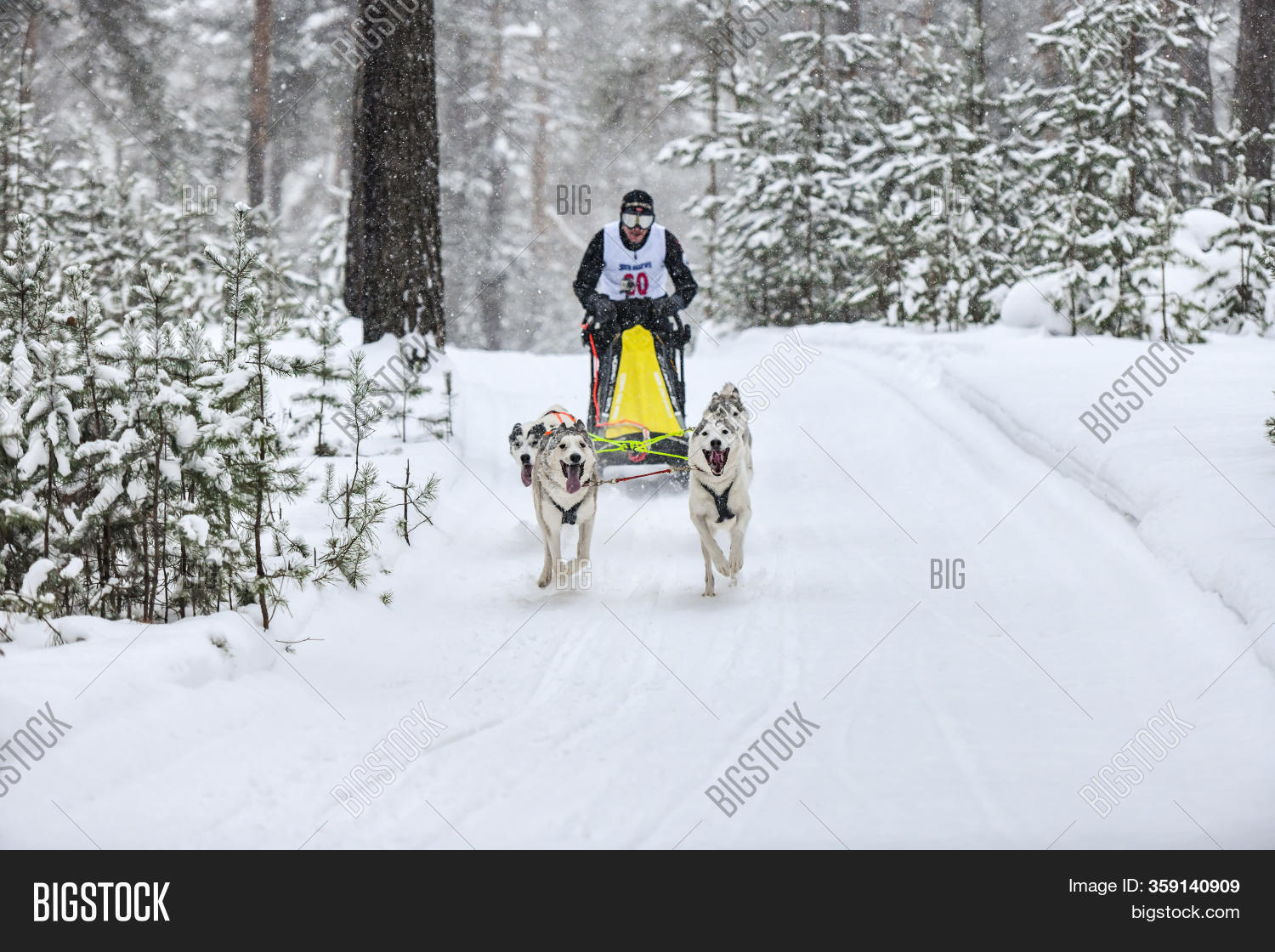 Sled Dog Racing. Husky Image & Photo (Free Trial) | Bigstock