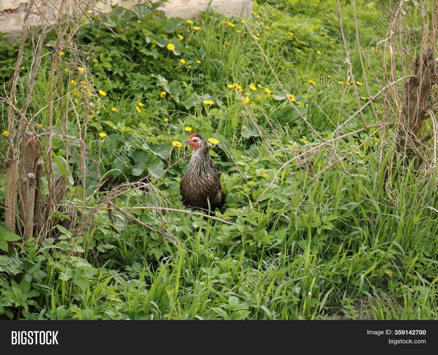 Lone Chicken Image & Photo (Free Trial) | Bigstock