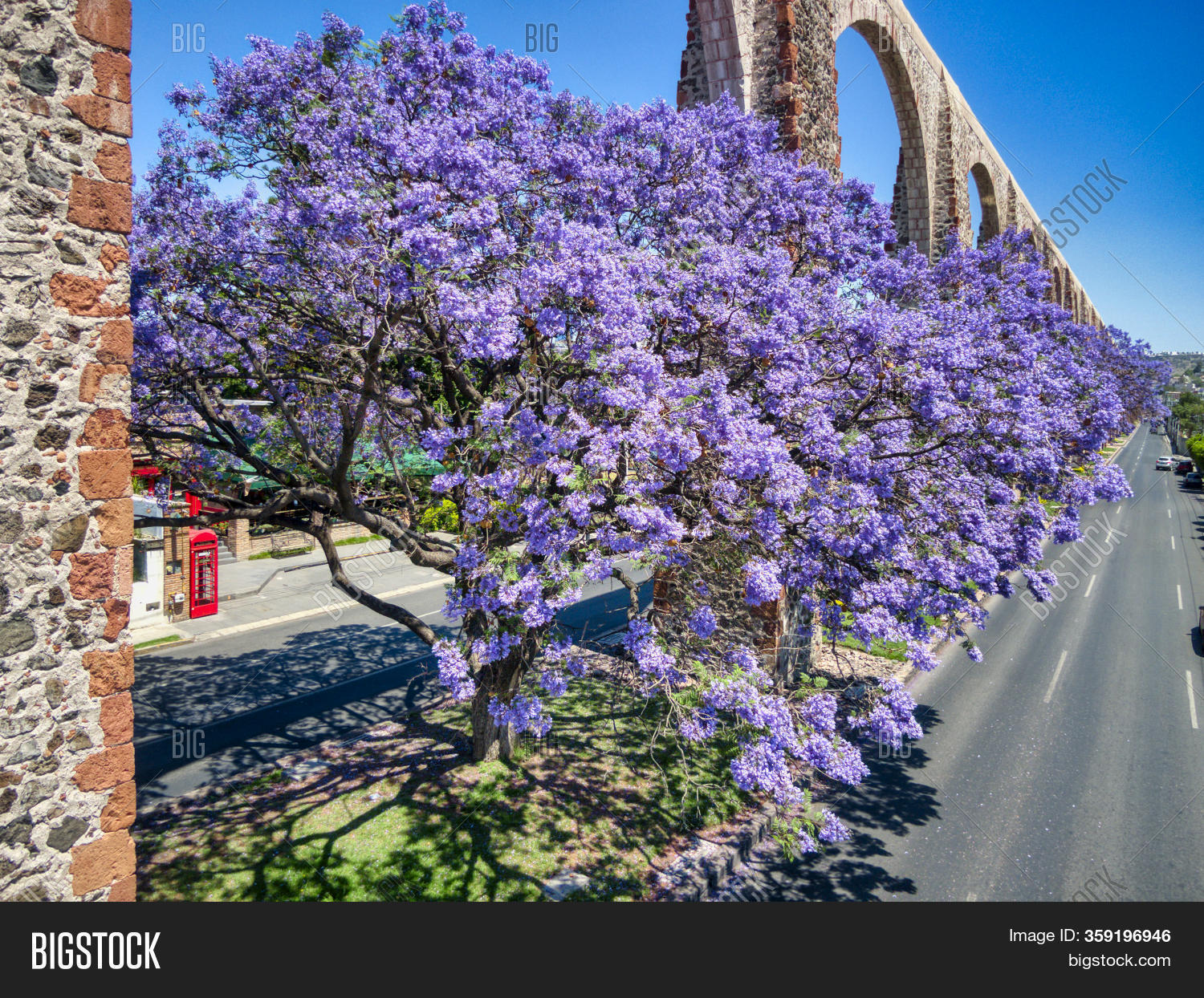 Blooming Jacaranda Image & Photo (Free Trial) | Bigstock