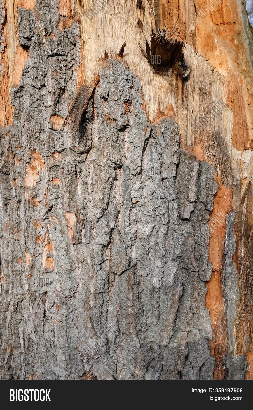 Rough Tree Bark Image & Photo (Free Trial) | Bigstock