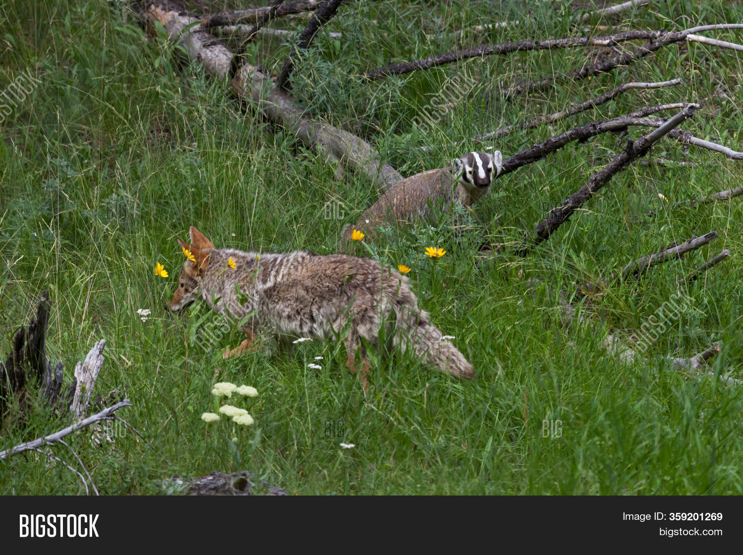 Badger Coyote Walk Image & Photo (Free Trial) | Bigstock
