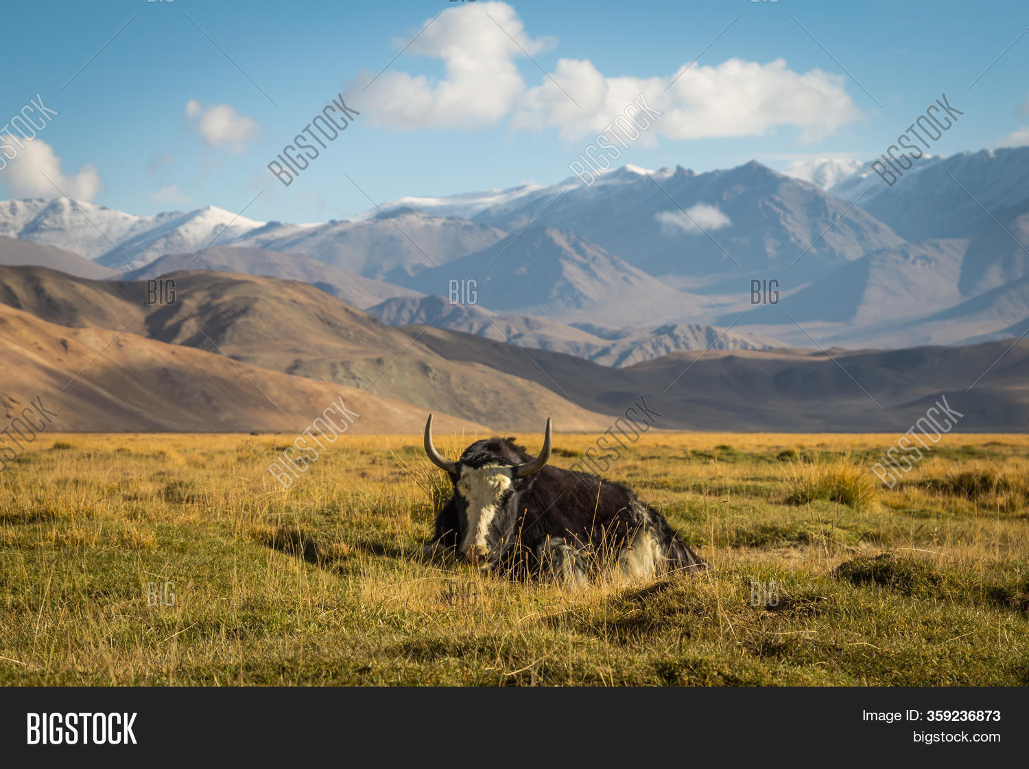 Wild Huge Yak Big Image & Photo (Free Trial) | Bigstock
