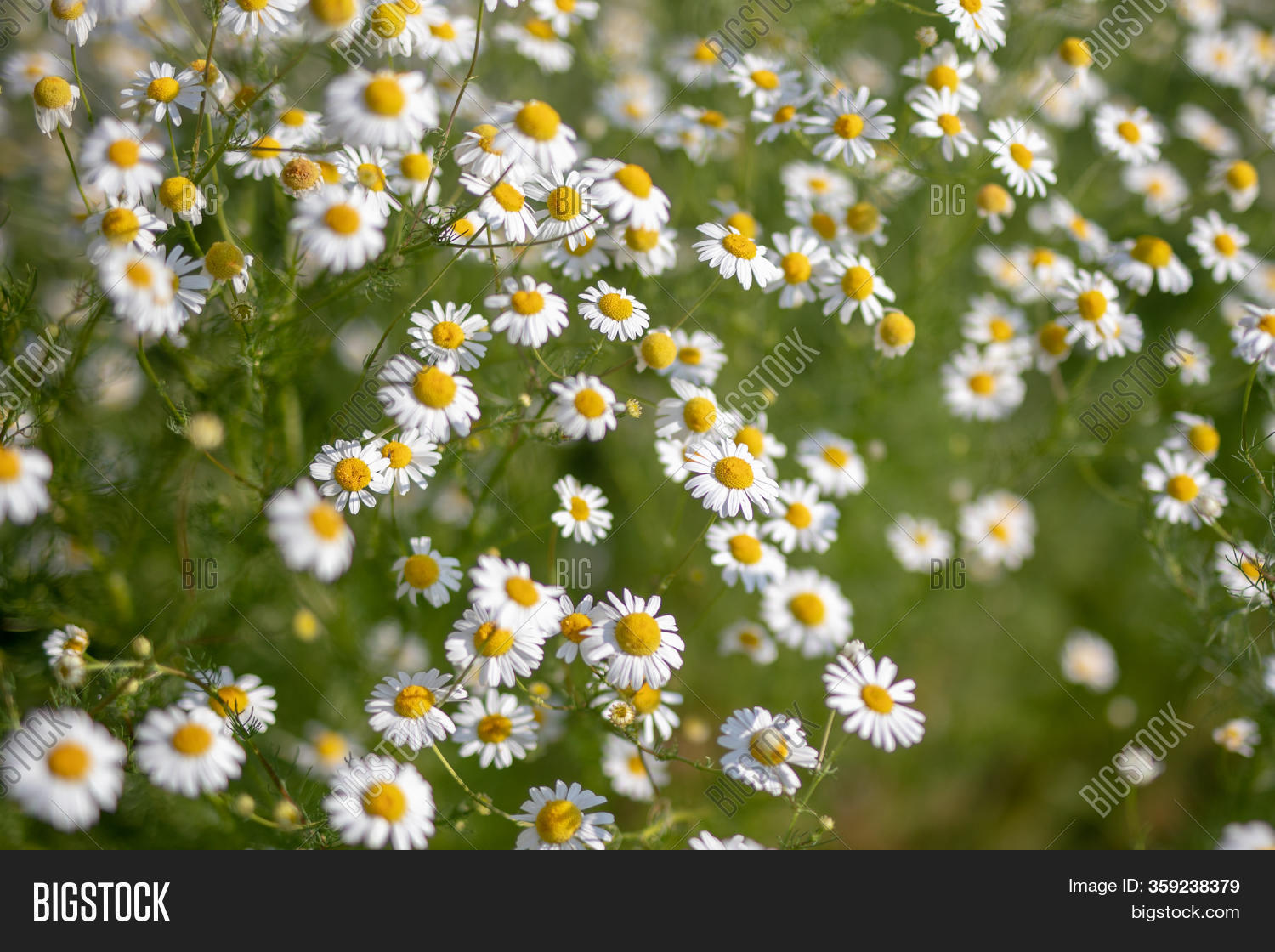 Daisy Flower Bed. Image & Photo (Free Trial) | Bigstock